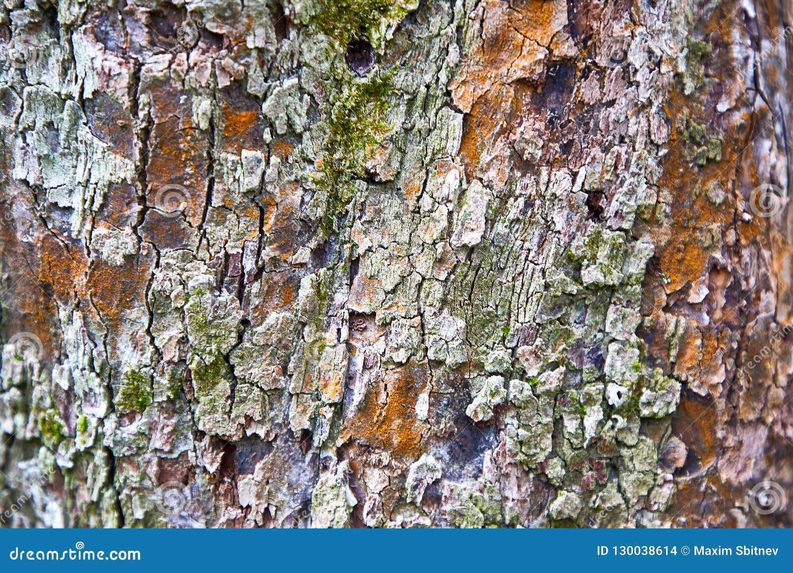Background, Texture Apple Tree Bark, Green Moss Stock Photo - Image of ...