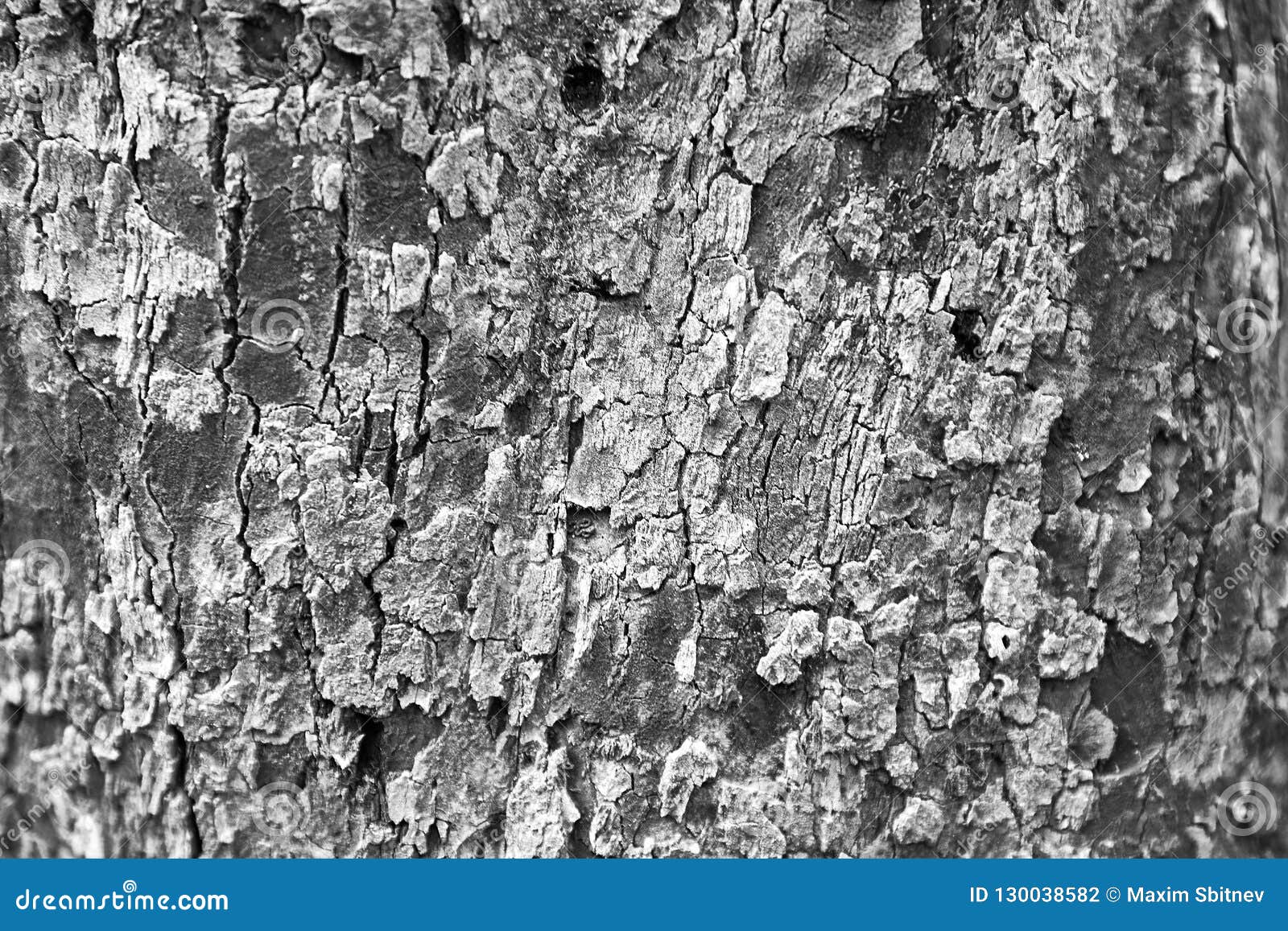 17,827 Apple Tree Texture Stock Photos - Free & Royalty-Free Stock ...