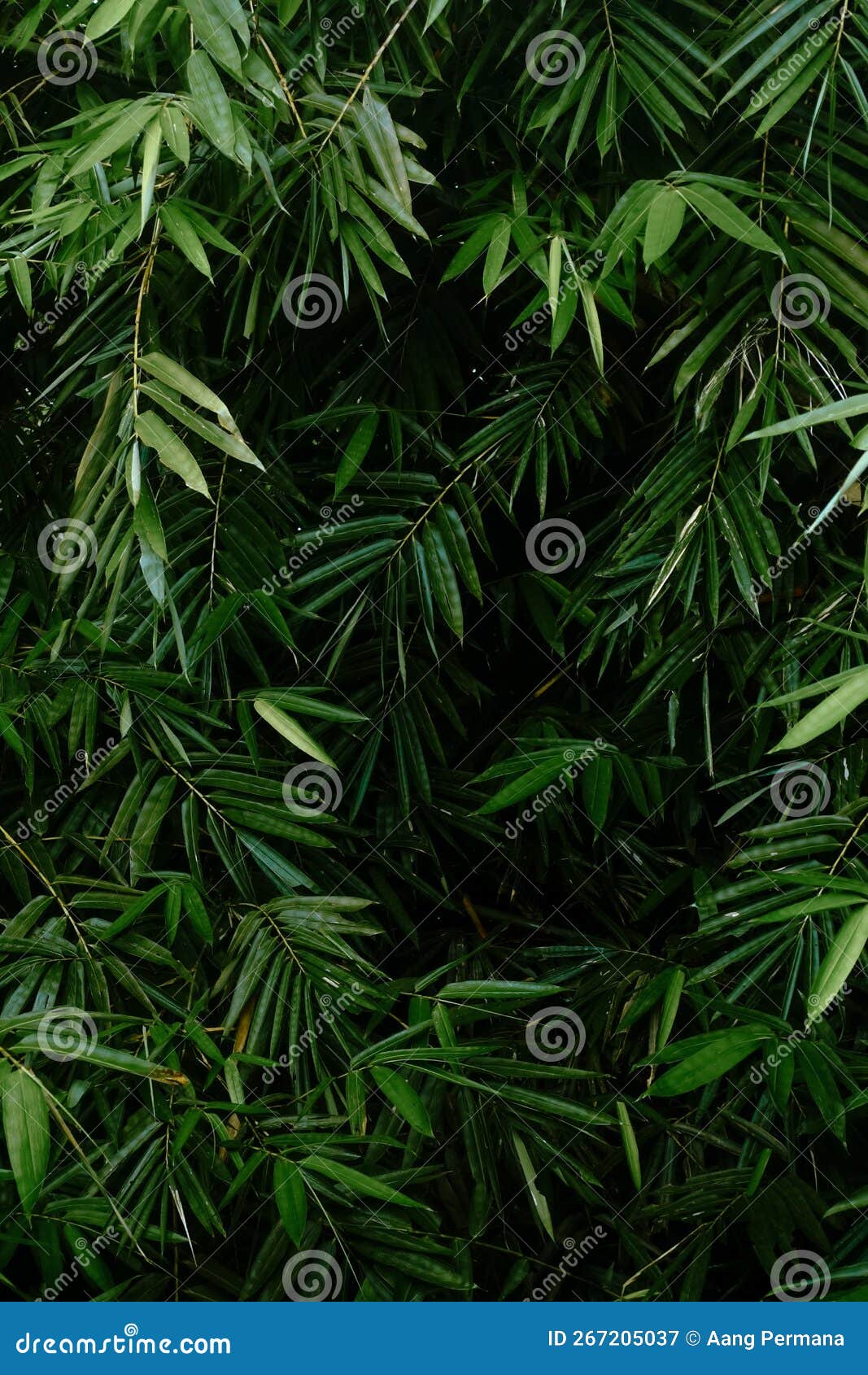 Background Texture of Bamboo Leaf in Bamboo Forest Stock Image - Image ...