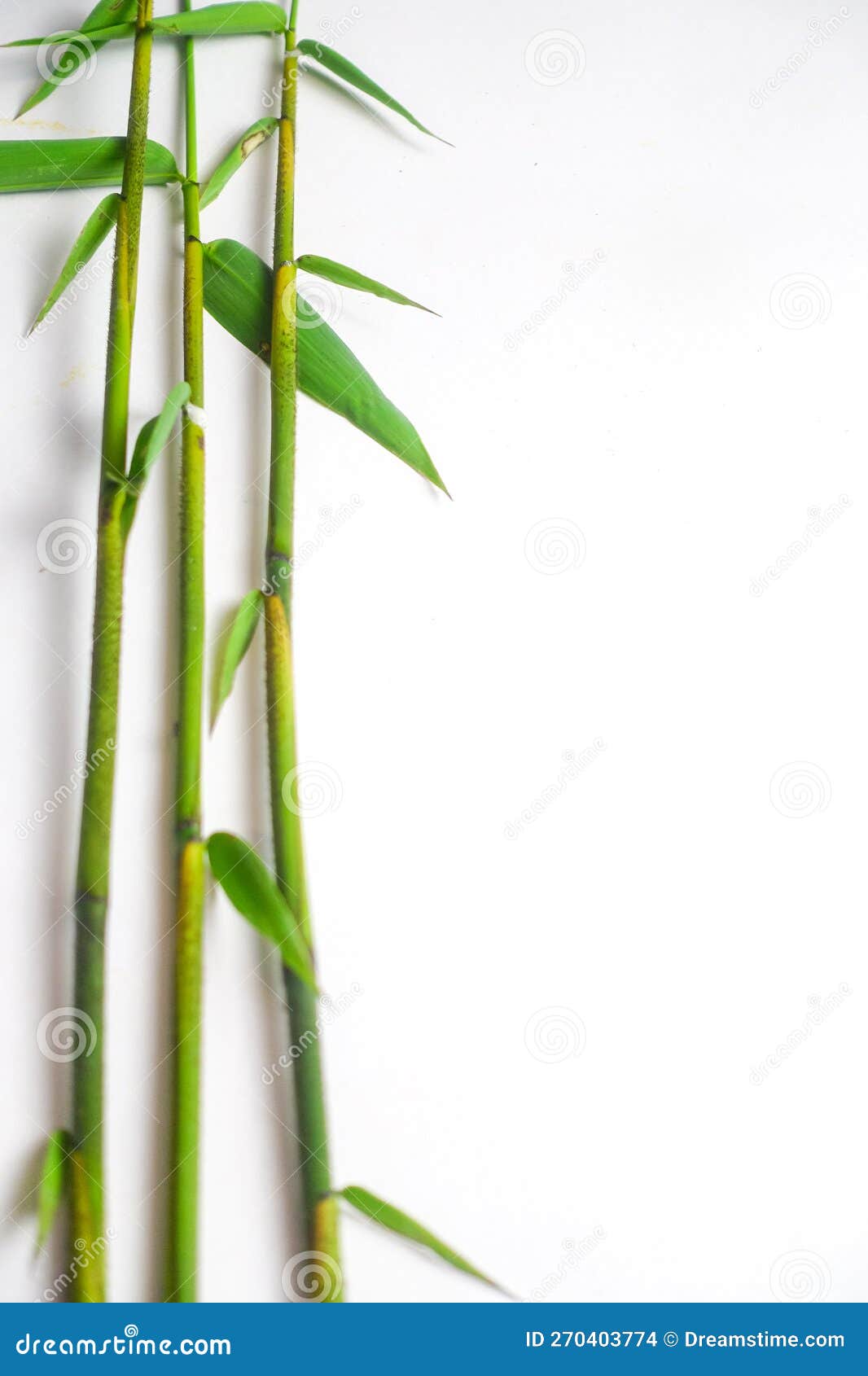 Bamboo Plant Texture