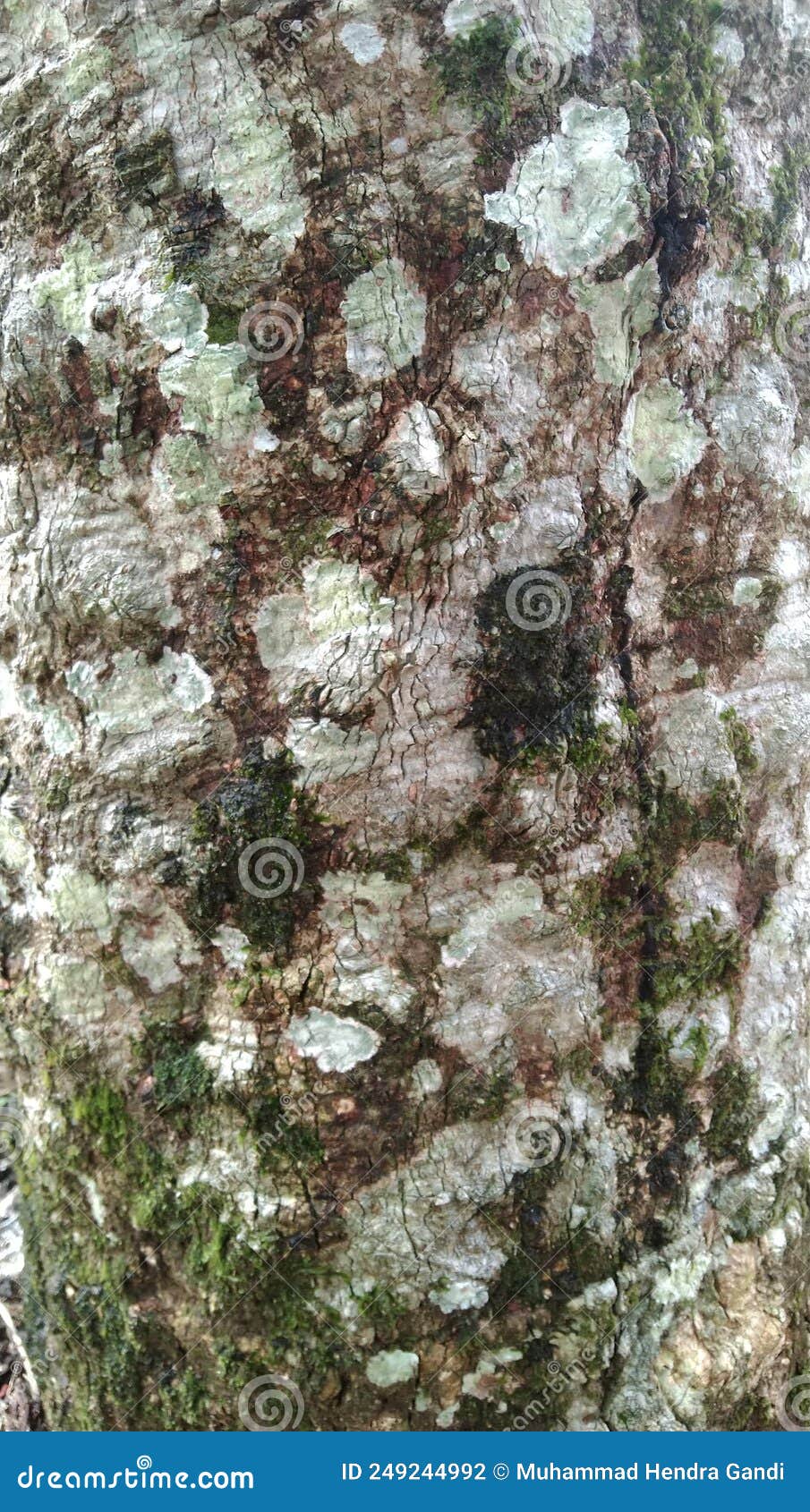 Background of Texture of the Bark of an Old and Weathered Rubber Tree ...