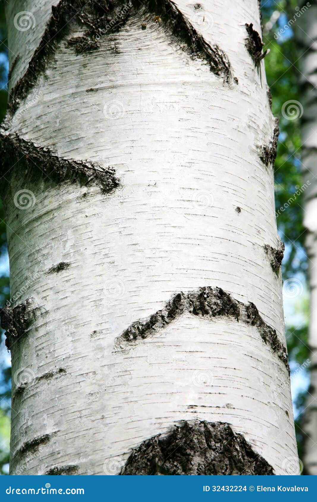 Background Texture Birch Bark Stock Photo - Image of grain, hardwood ...