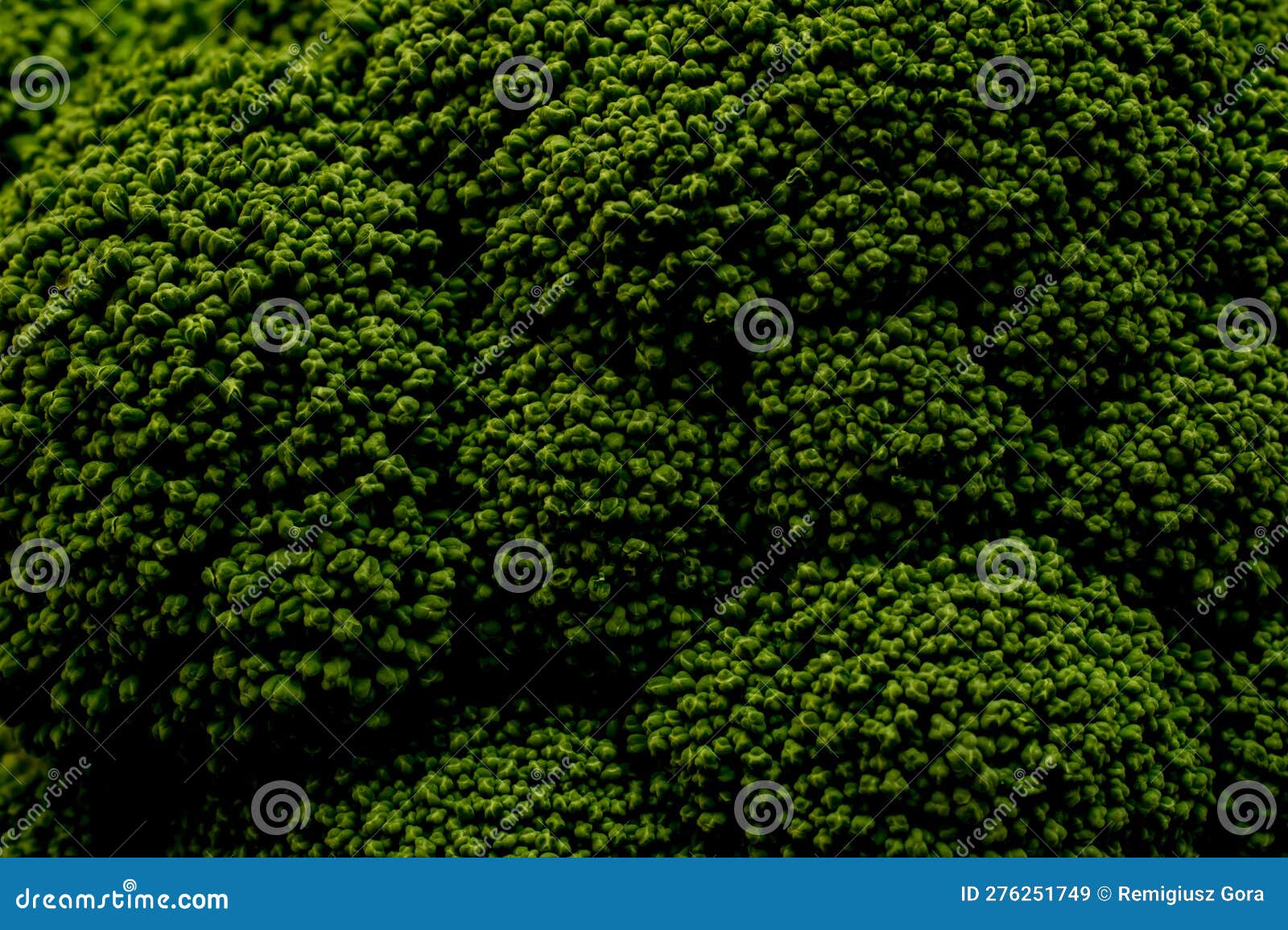 Background Texture with Broccoli Vegetables Stock Image - Image of ...