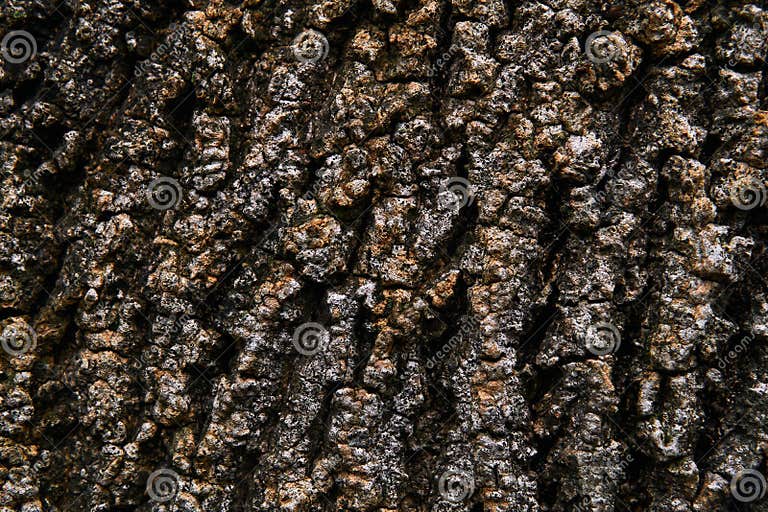 Background, Texture - Bumpy Bark of an Old Tree Stock Image - Image of ...