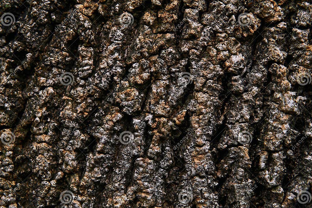 Background, Texture - Bumpy Bark of an Old Tree Stock Image - Image of ...