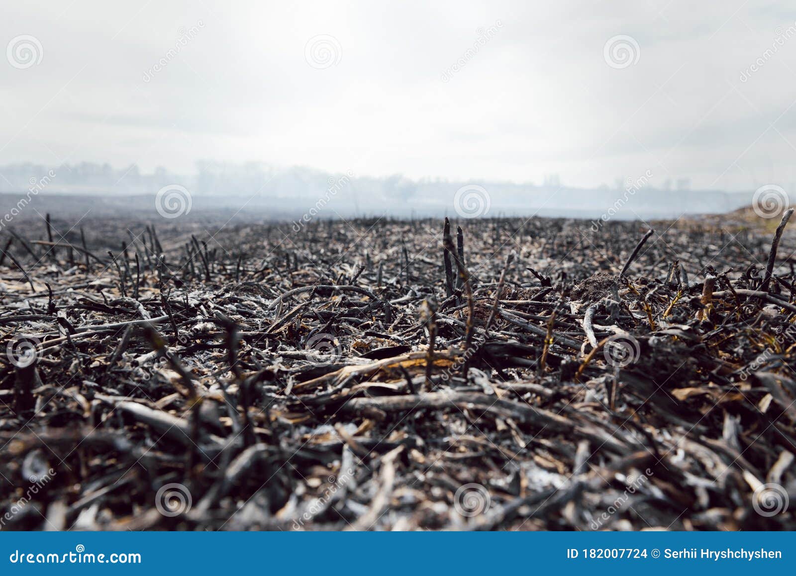Background and Texture of Burnt Grass. the Ash of Burnt Plants on the ...