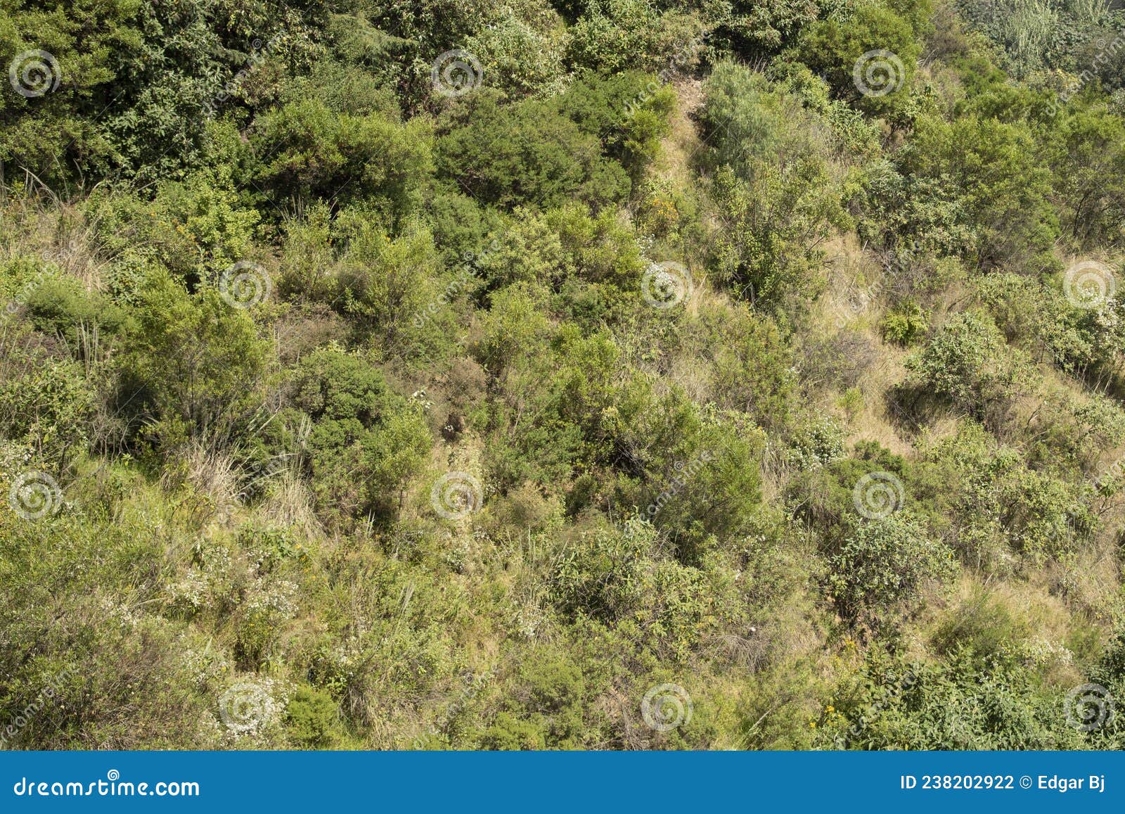 Background or Texture of Bushes and Trees on a Slope Stock Photo ...