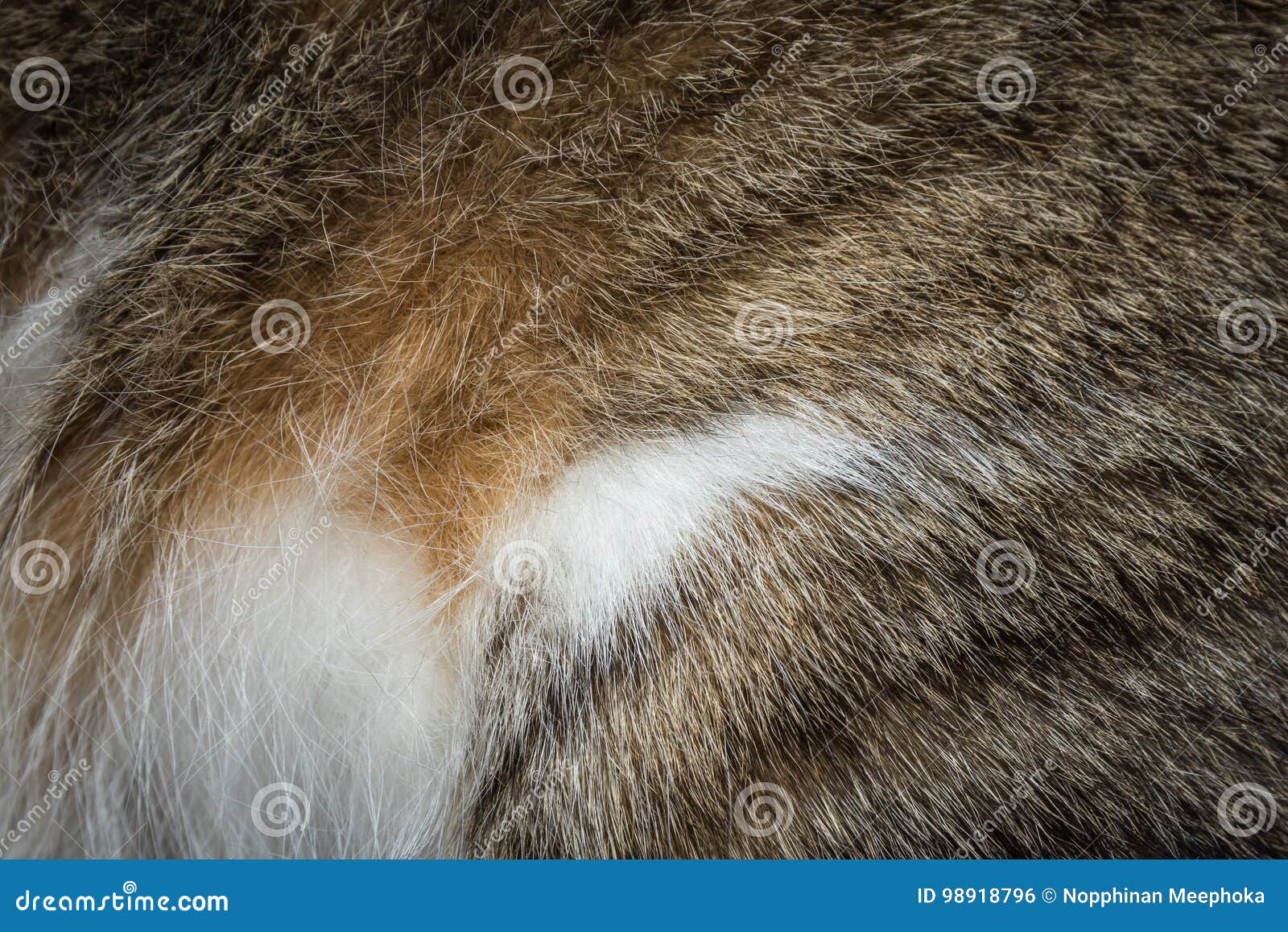 Background Texture of Cat Fur Stock Photo - Image of elegance, macro ...