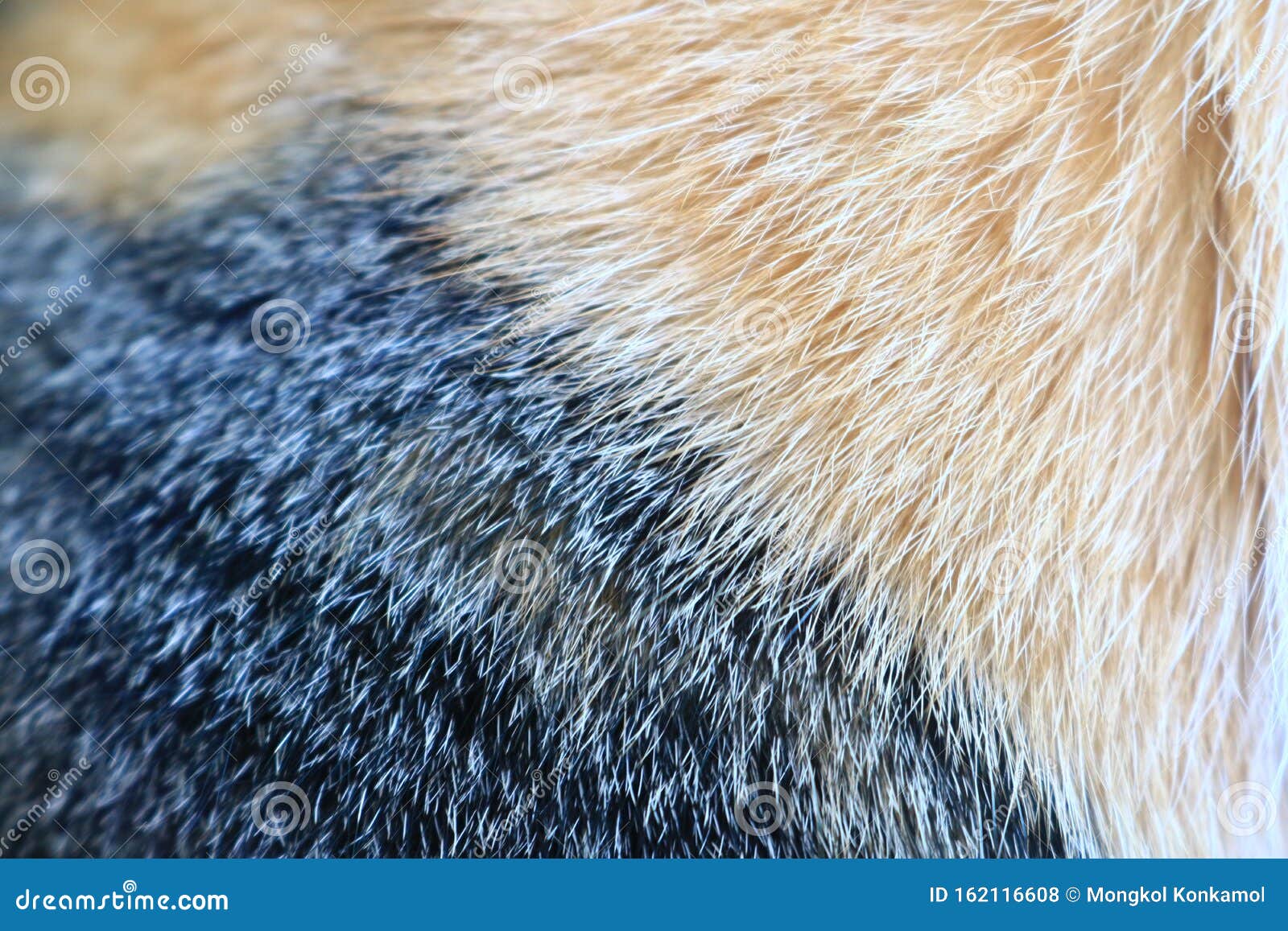 Background Texture of Cat Fur Stock Photo - Image of decorative, feline ...