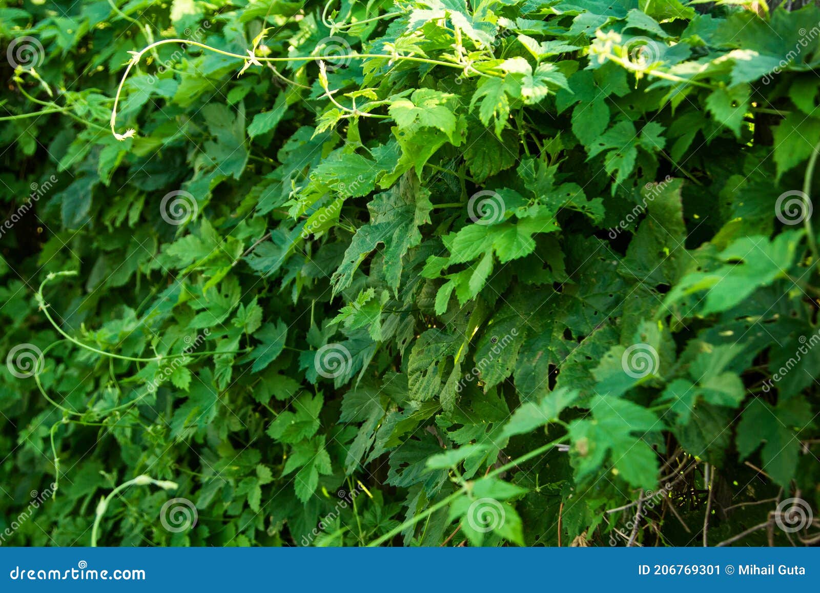 Background, Texture, Climbing Plant, Hops Stock Image - Image of flower ...