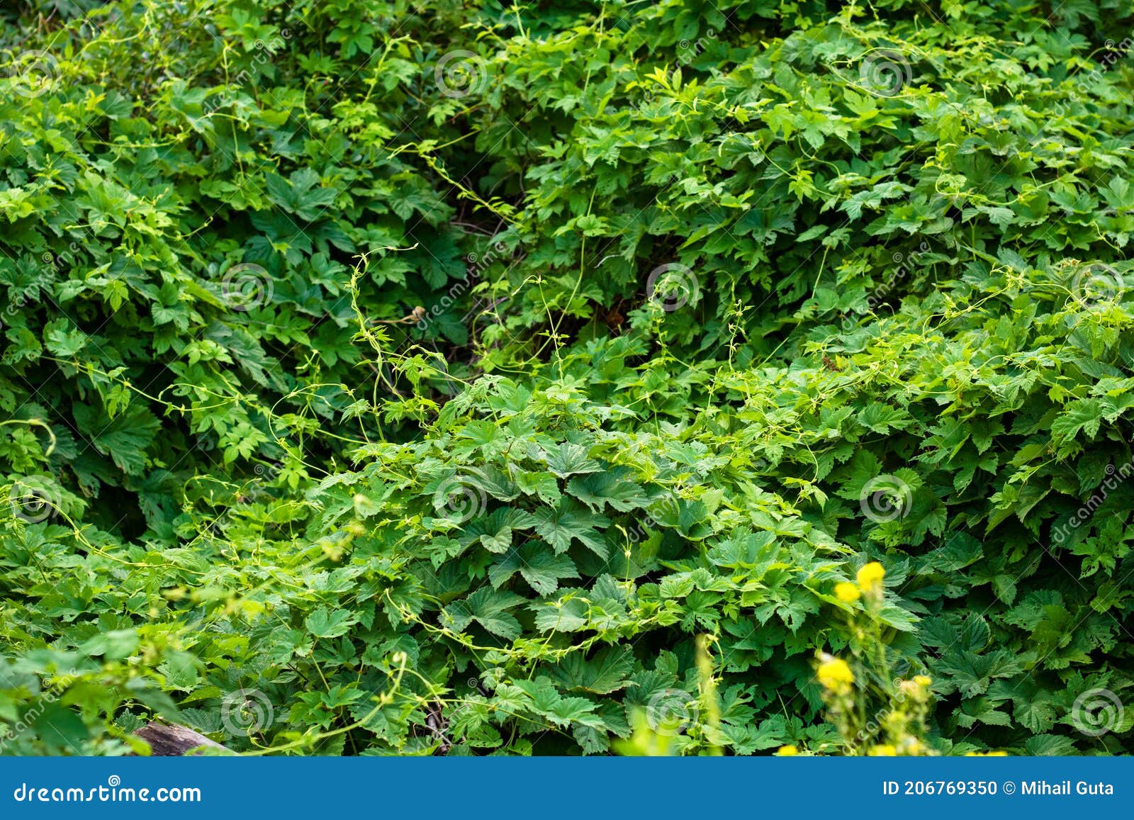 Background, Texture, Climbing Plant, Hops Stock Photo - Image of summer ...