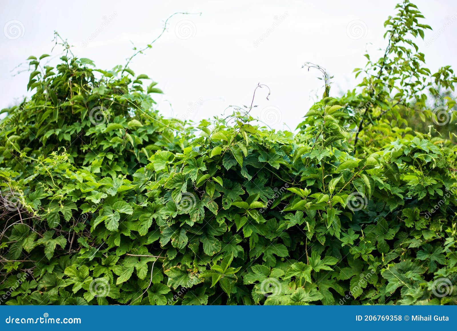 Background, Texture, Climbing Plant, Hops Stock Photo - Image of ...