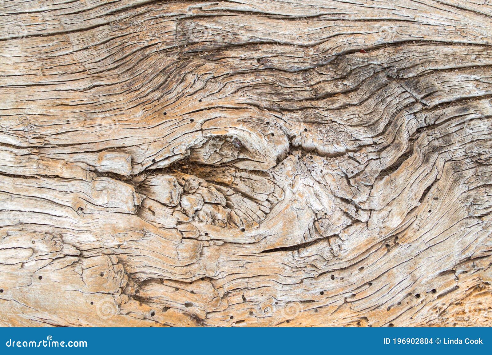 Background Texture - Close Up of an Ancient Tree Knot Stock Photo ...