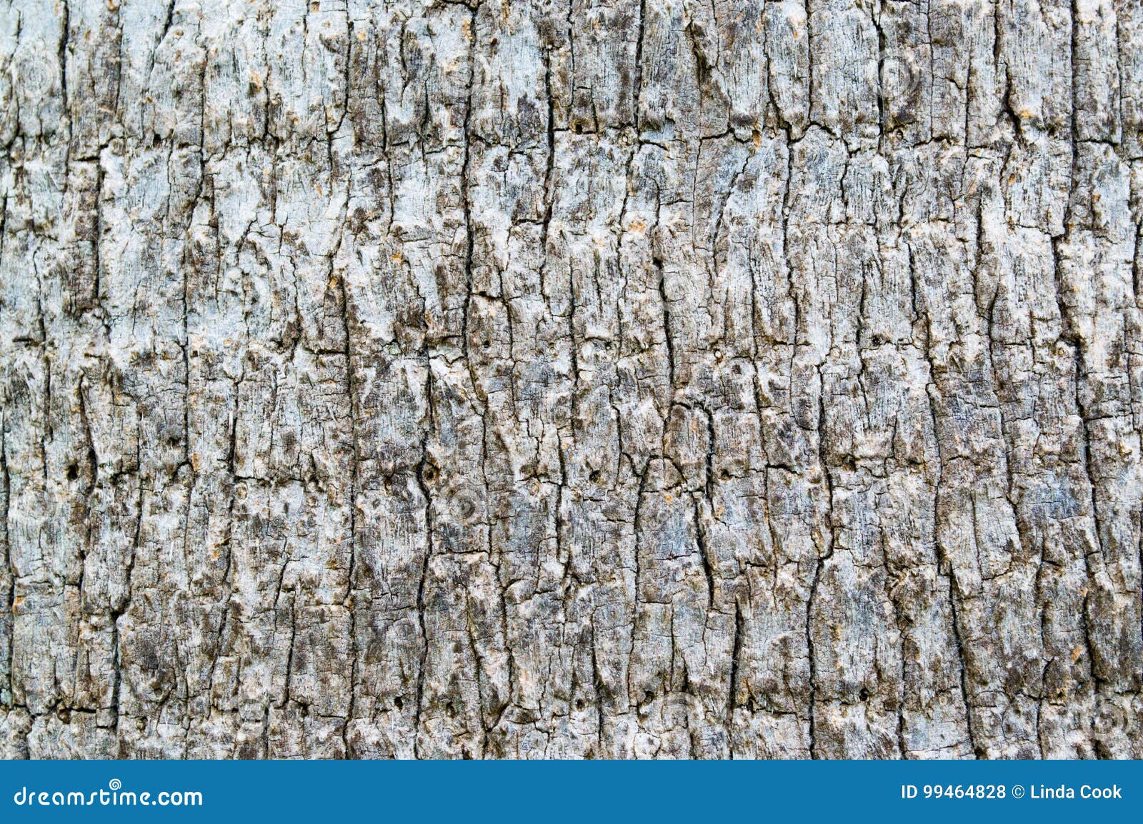 Background Texture Close Up of Palm Tree Bark Stock Photo - Image of ...