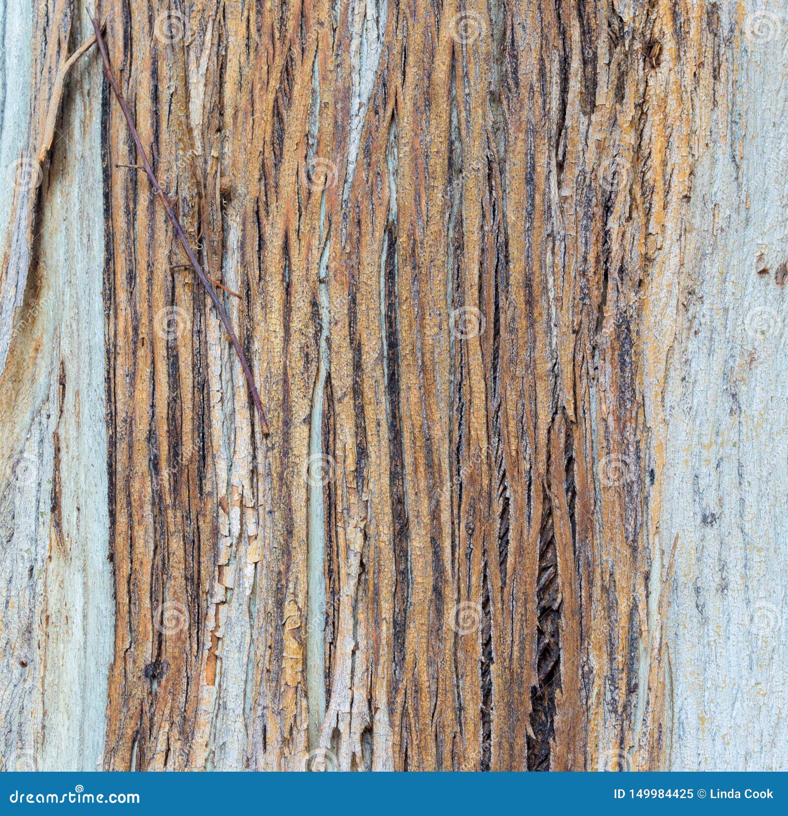 Background Texture - Close Up of Tree Bark Pattern Stock Image - Image ...