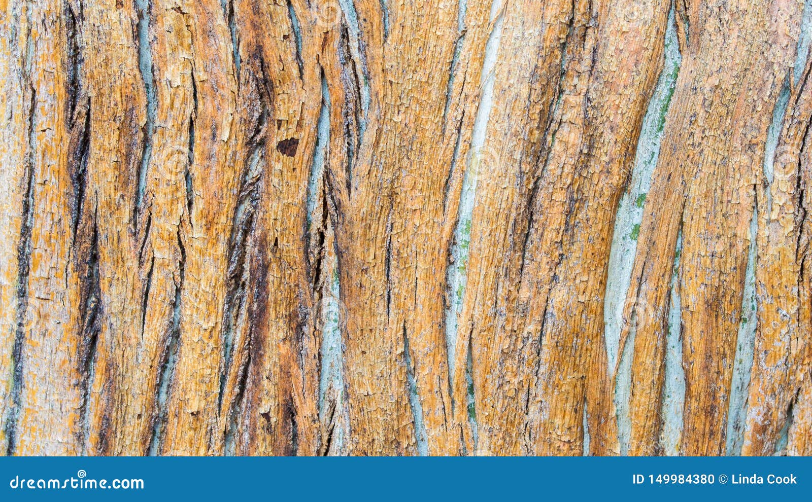 Background Texture - Close Up of Tree Bark Pattern Stock Photo - Image ...