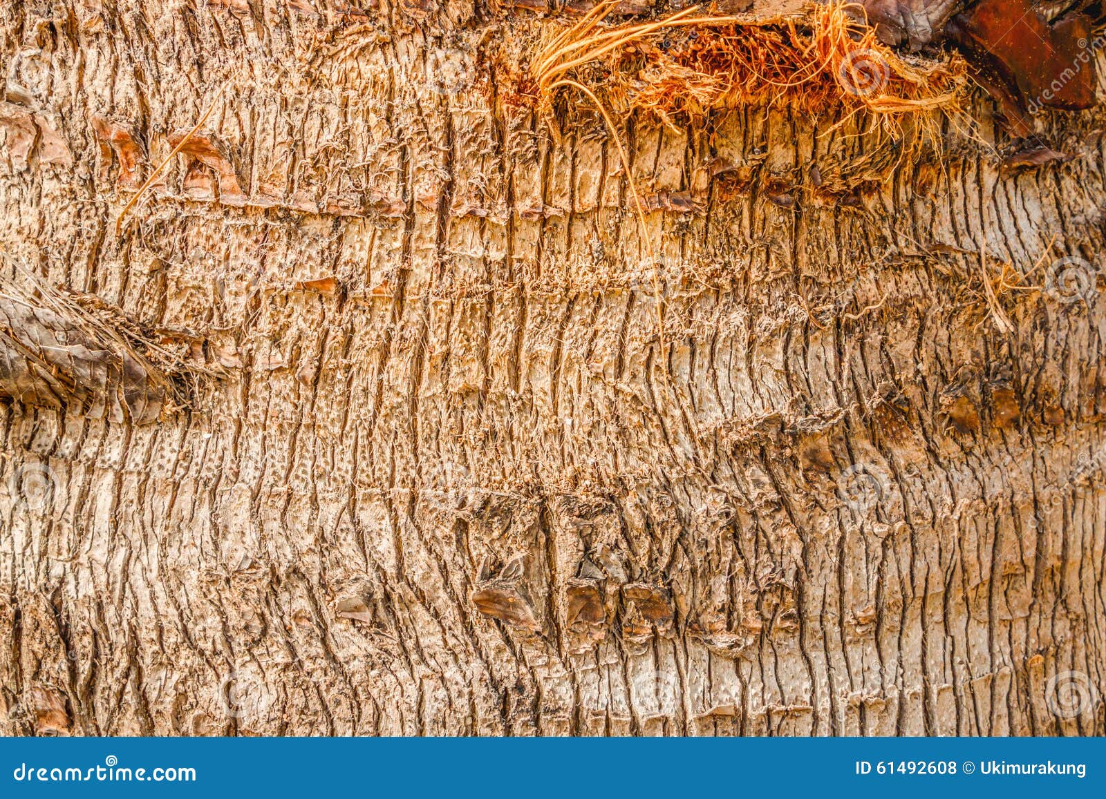 Background Texture of Coconut Bark Palm Tree Stock Photo - Image of ...