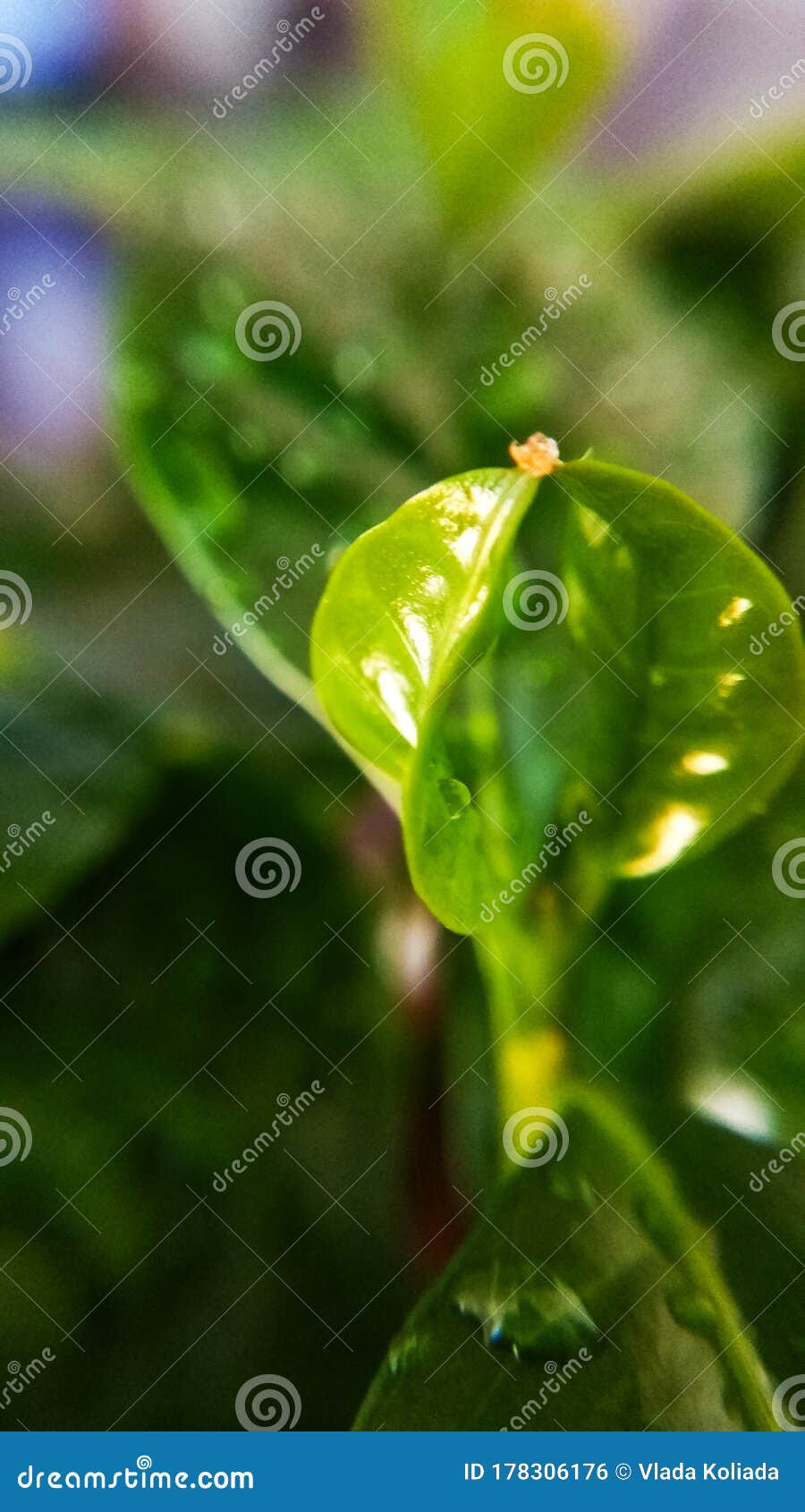 Background or Texture of Coffee Tree Leaves and Dew Drops. Spring ...