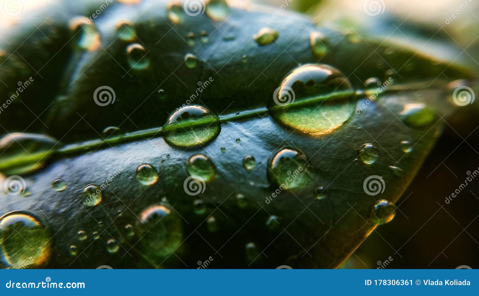Background or Texture of Coffee Tree Leaves and Dew Drops. Spring ...