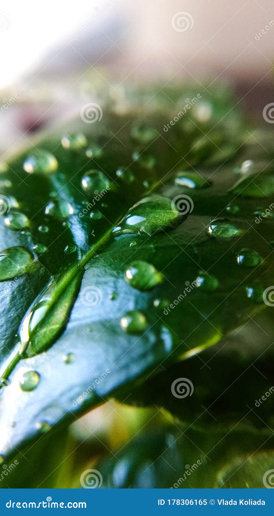 Background or Texture of Coffee Tree Leaves and Dew Drops. Spring ...