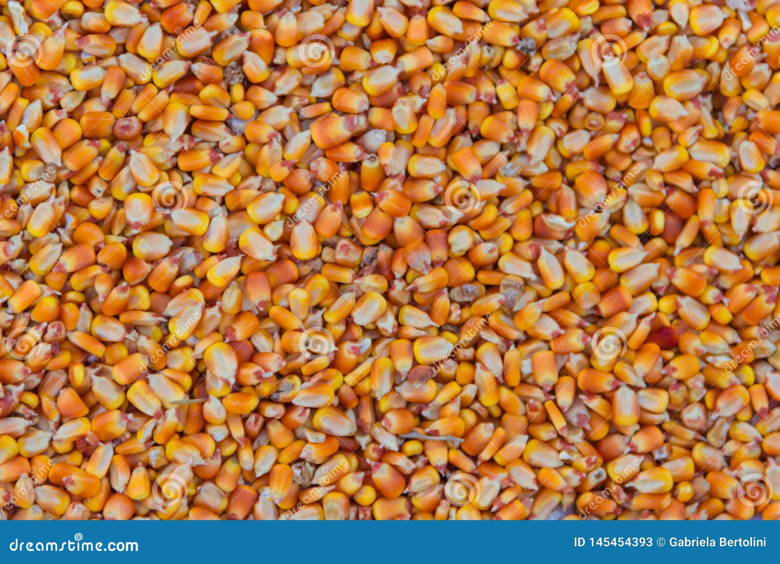 Background with Texture of Corn Grains and Place for Text Stock Image ...