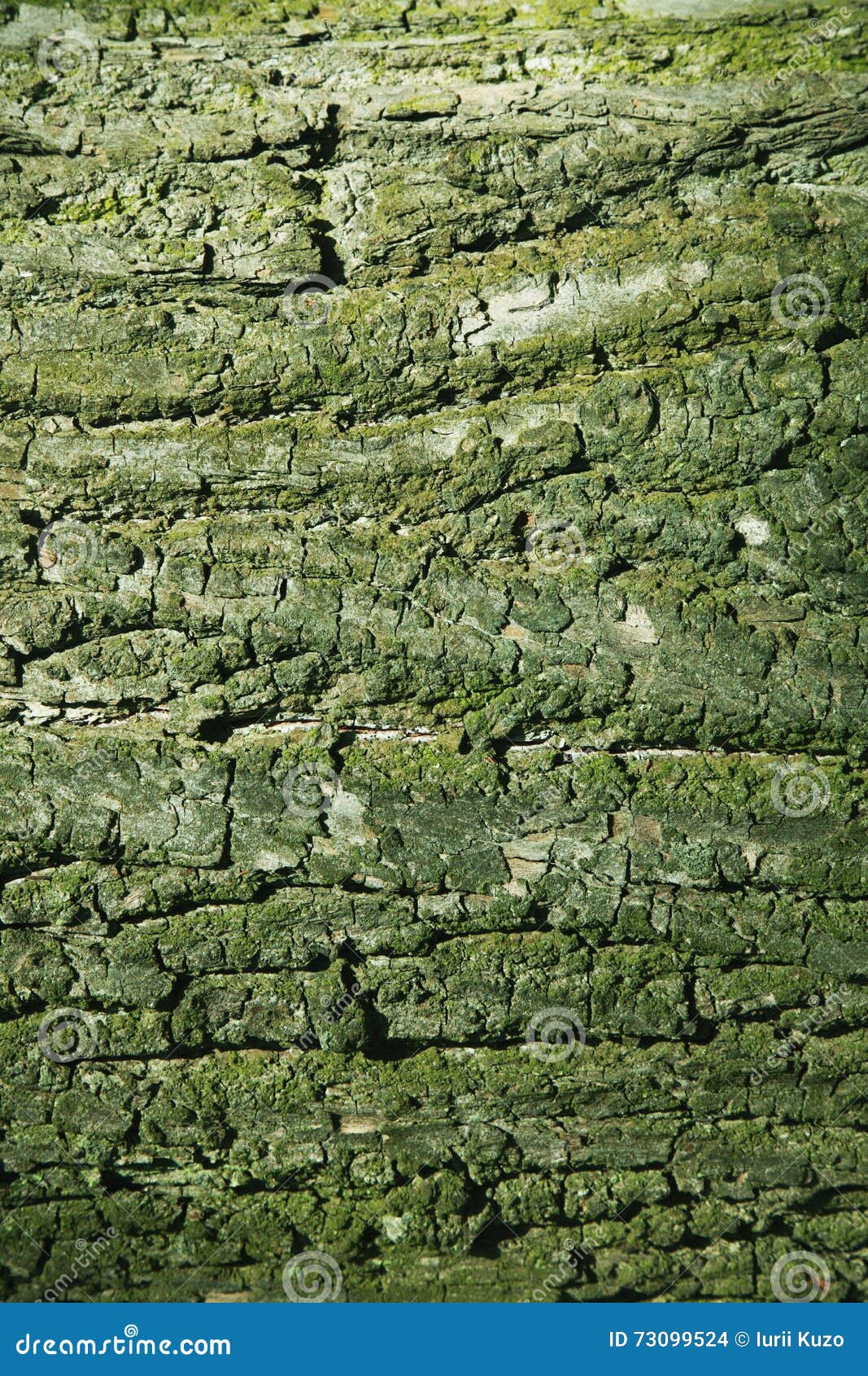 Background of Texture of Cortex Old Tree Stock Photo - Image of ...
