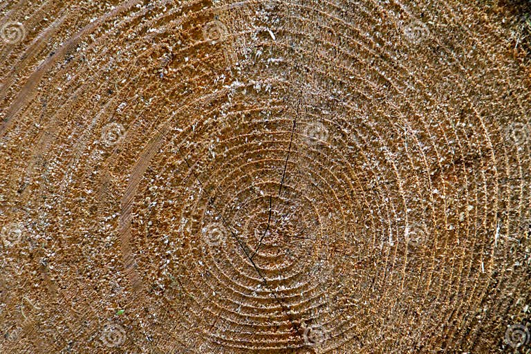 Background Texture of Cut Tree Log, Wood Grain Ring Pattern Stock Image ...