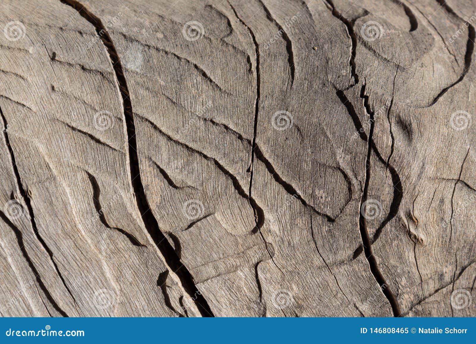 Background Texture of Cut Wood with Unusual Grain Pattern, Dried and ...