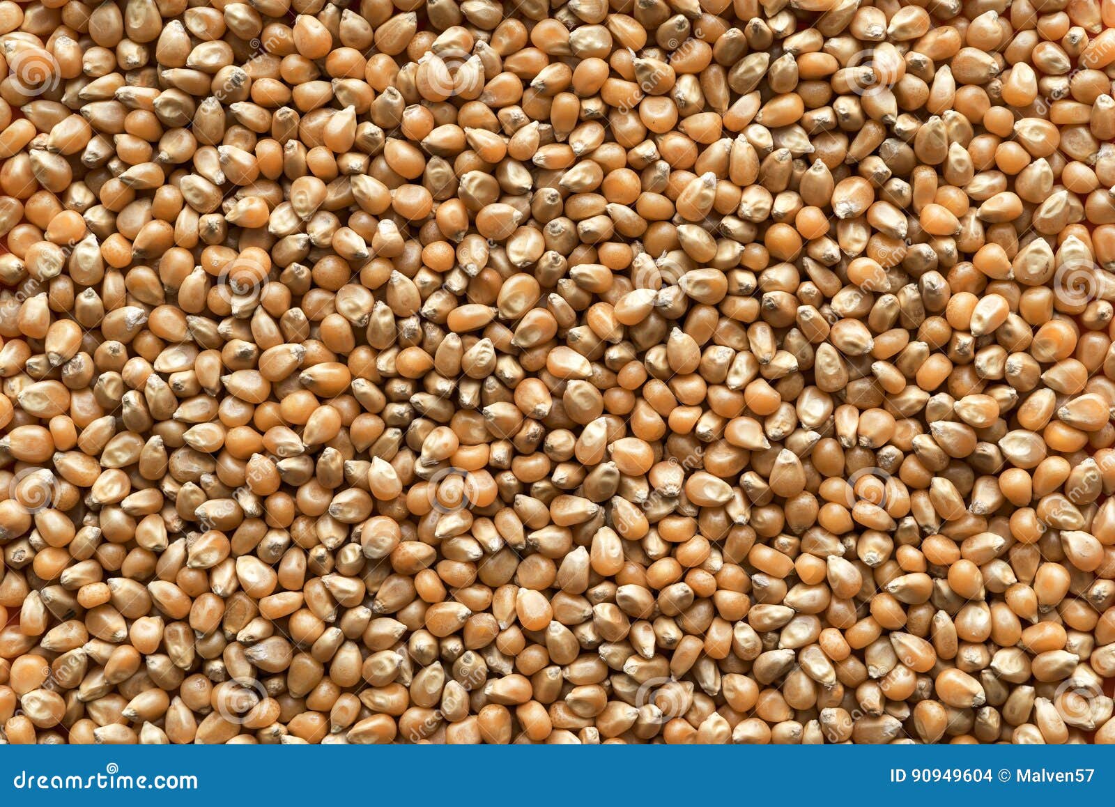 Background and Texture from Dried Grains of Corn Stock Photo - Image of ...