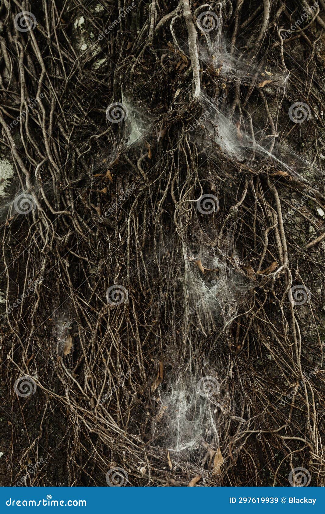 Background of Dry Dark Tree Roots with a Lot of Spider S Web Stock ...