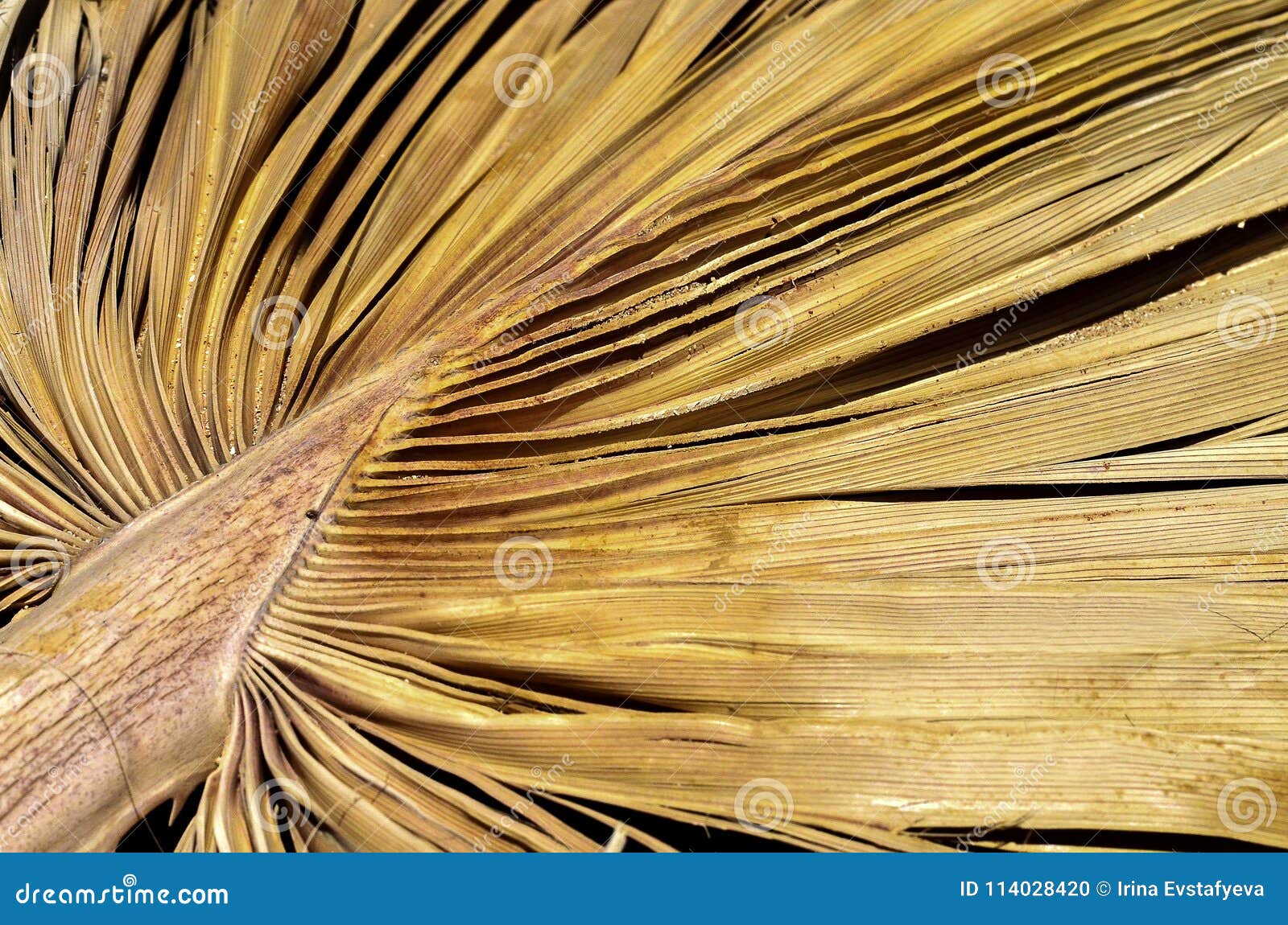 Dry palm leaf stock photo. Image of surface, botanical - 114028420