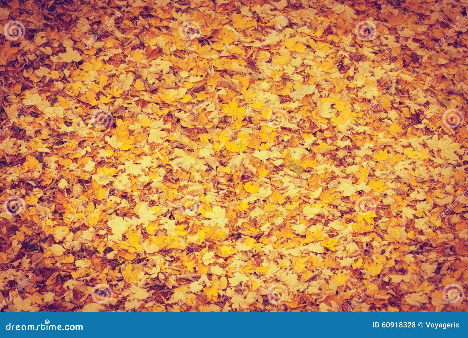 Background or Texture of Fallen Autumn Fall Leaves Stock Photo - Image ...