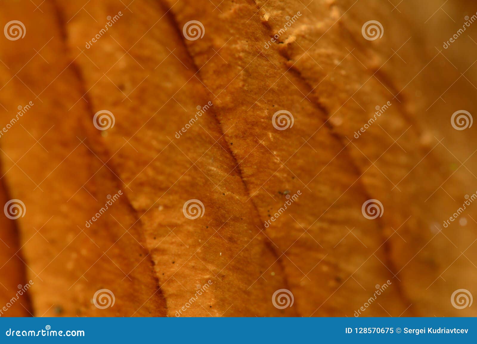 Background Texture of Fallen Tree Fractured Stem in the Light of the ...