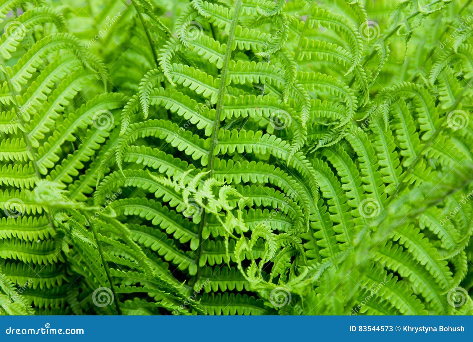 Background and Texture of Fern Leaves. Plants Pattern. Stock Image ...