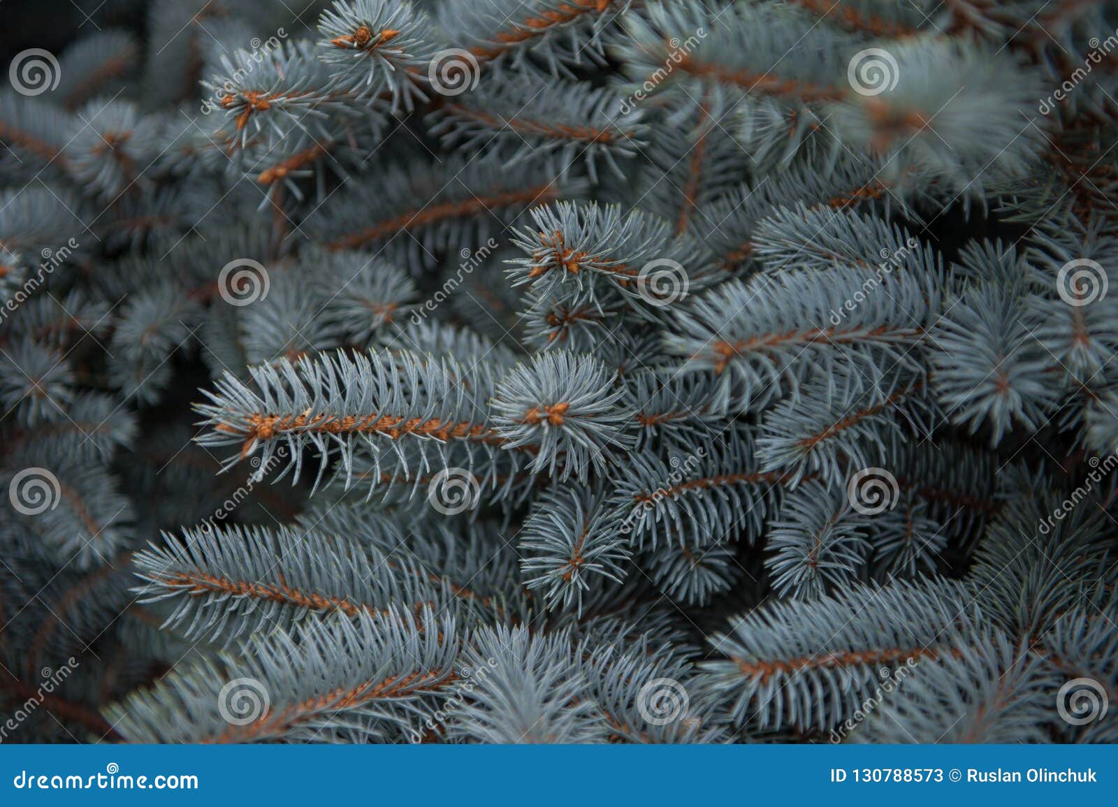 Background Texture of Fir Tree Branches Stock Image - Image of ...