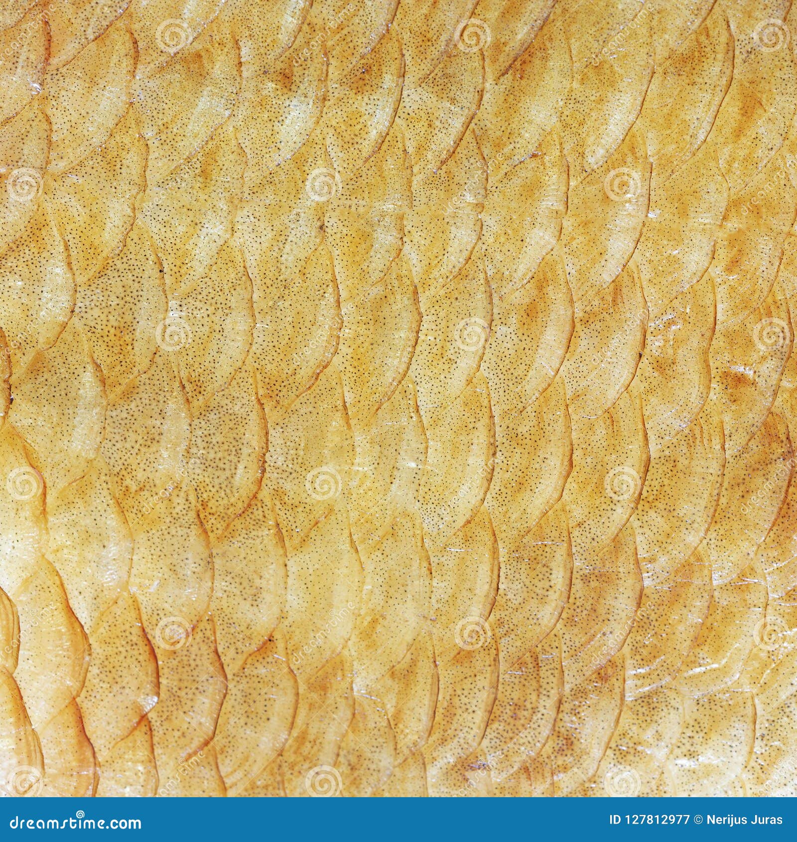 Background Texture of Fish Scales. Close Up View. Stock Image - Image ...