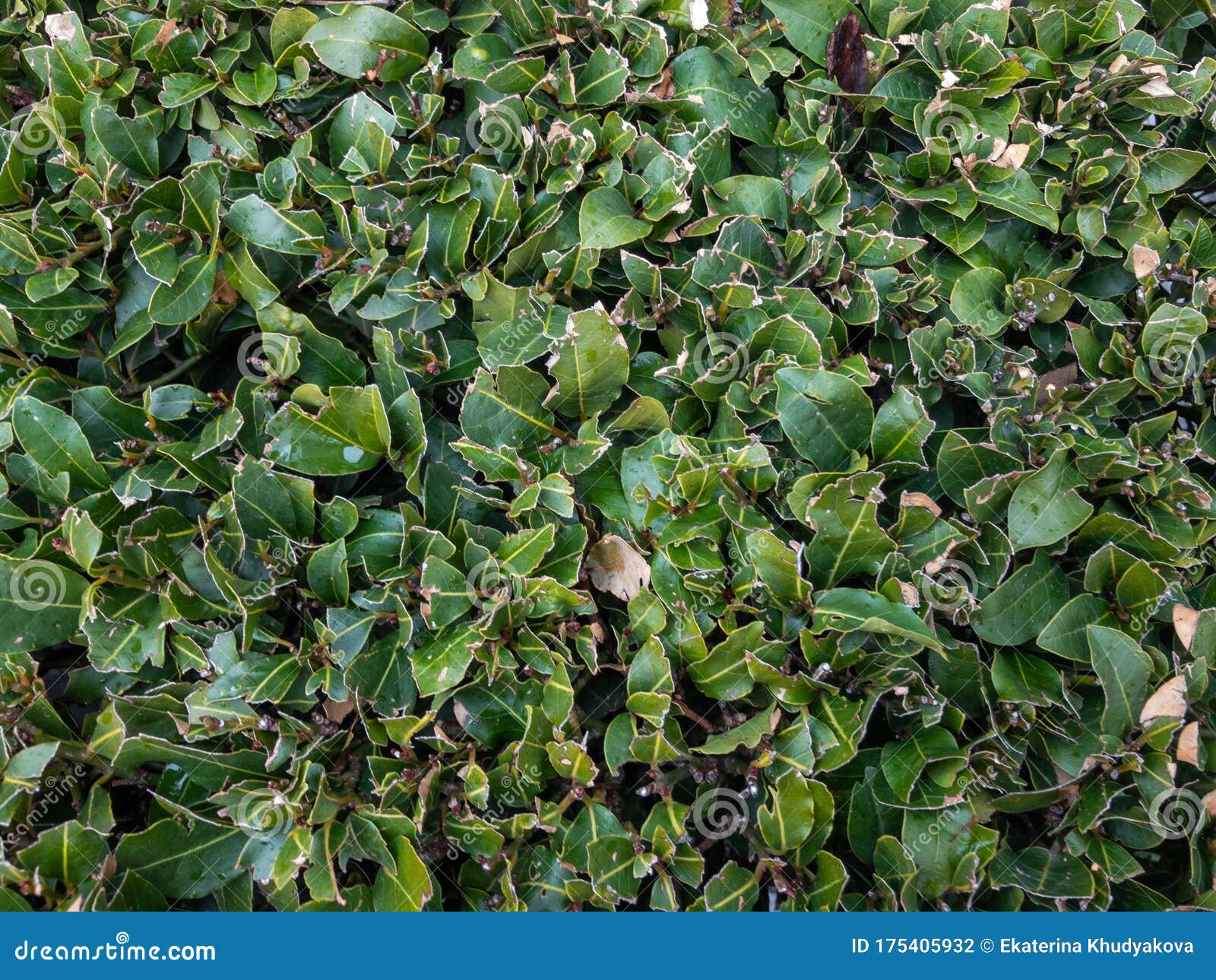 Background Texture of a Fluffy Green Branches of a Bush Stock Photo ...