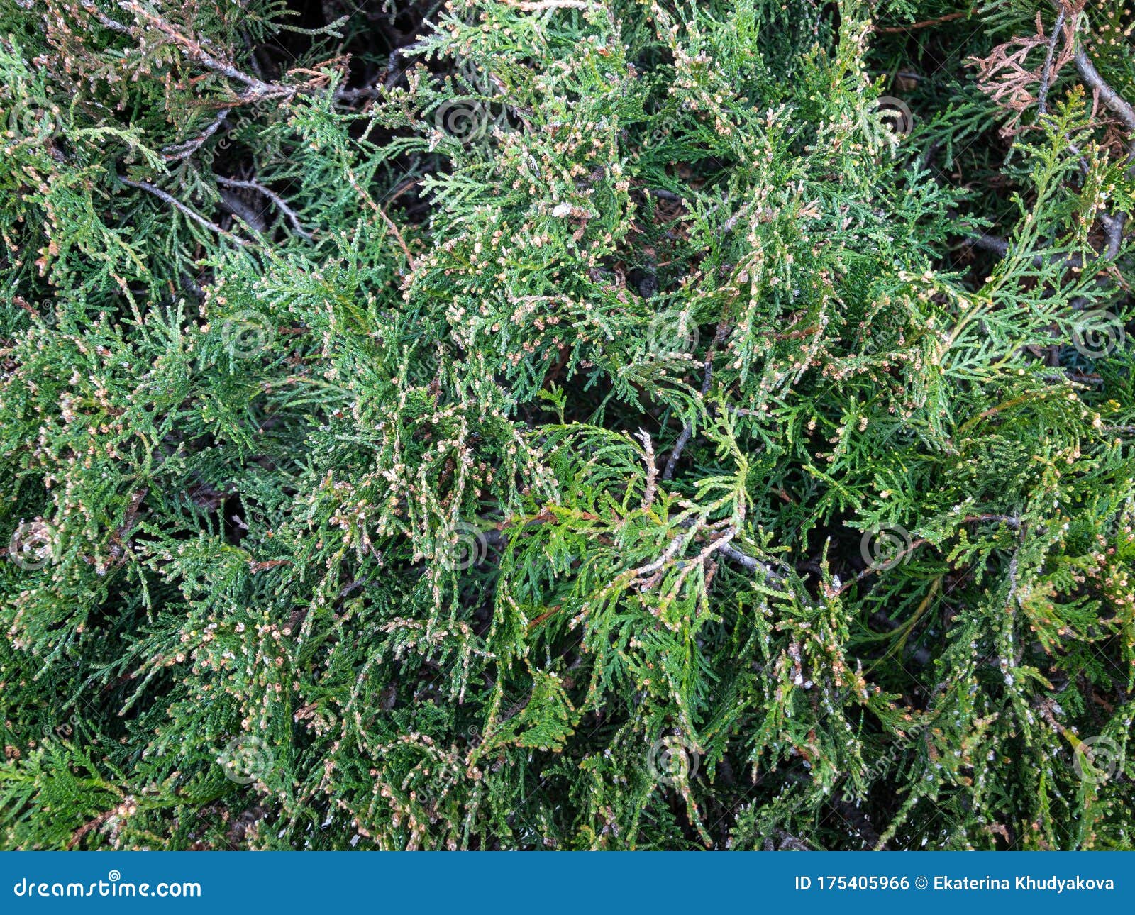 Background Texture of a Fluffy Green Branches of a Bush Stock Photo ...