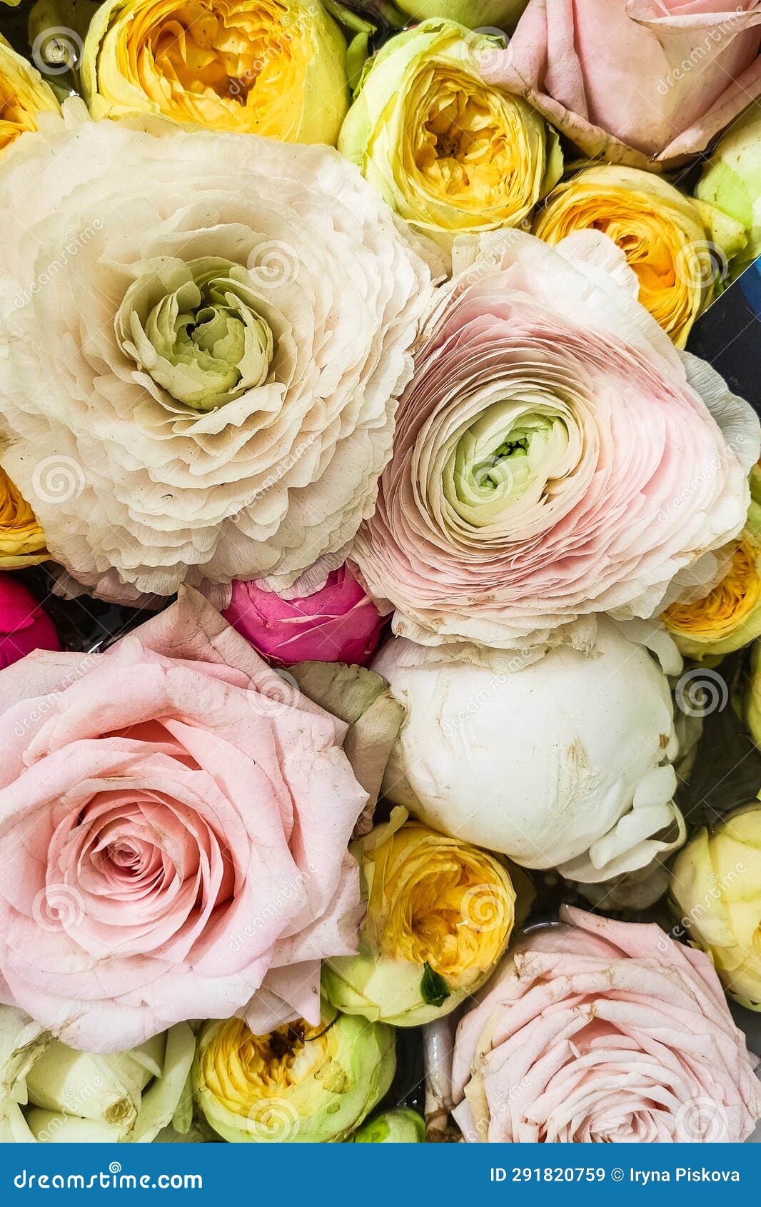 Background Texture with Fresh Flowers Stock Image - Image of texture ...