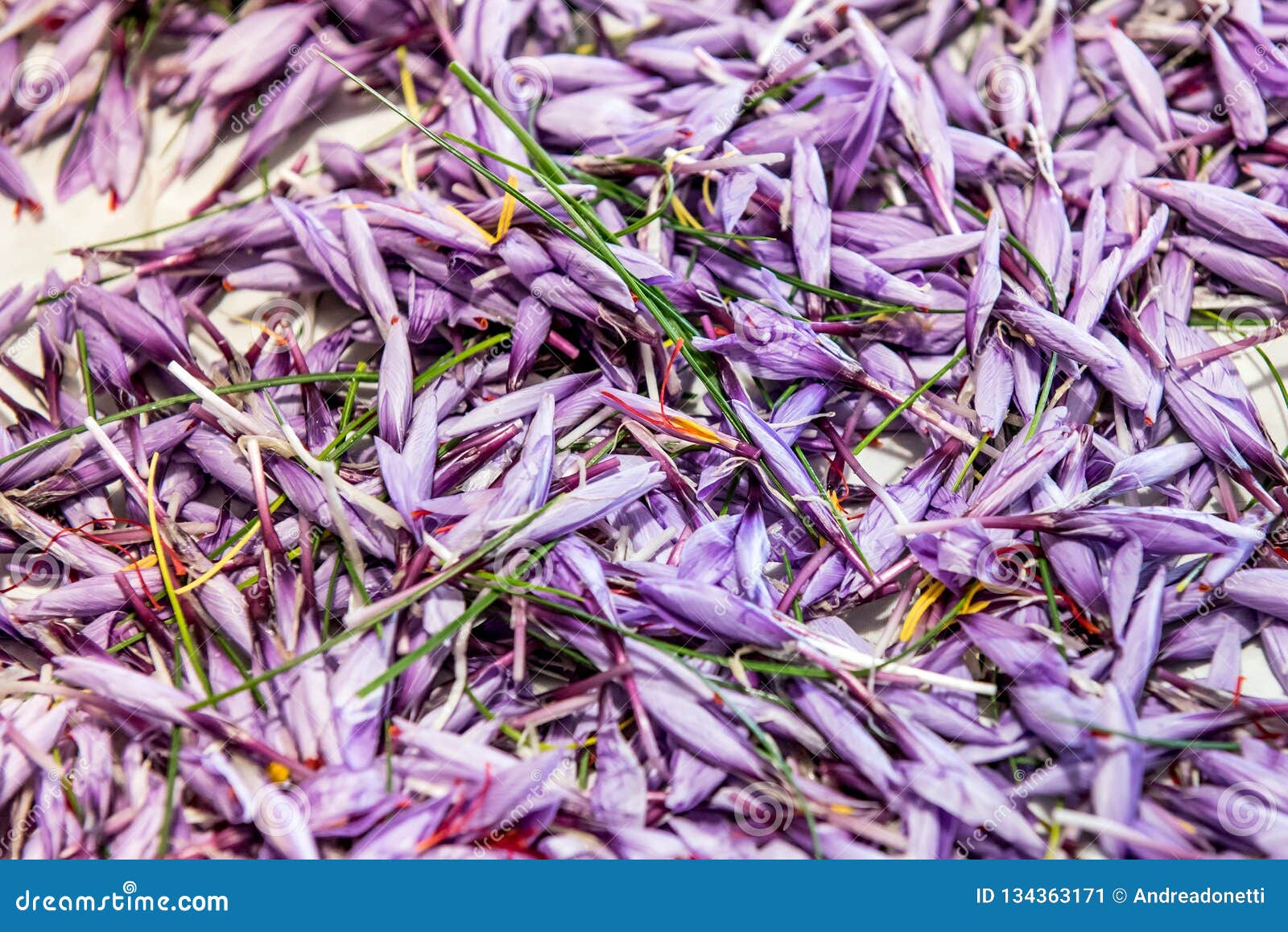 Background Texture of Fresh Saffron Flowers Stock Image - Image of ...