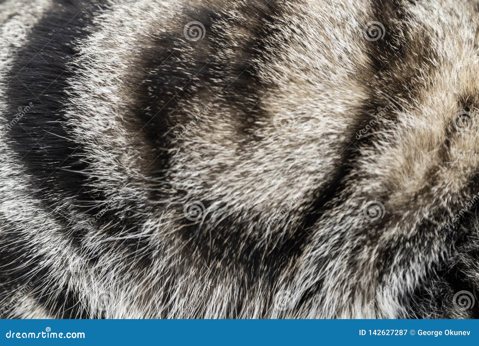Background - Texture of Fur. Striped Grey Cat Stock Image - Image of ...