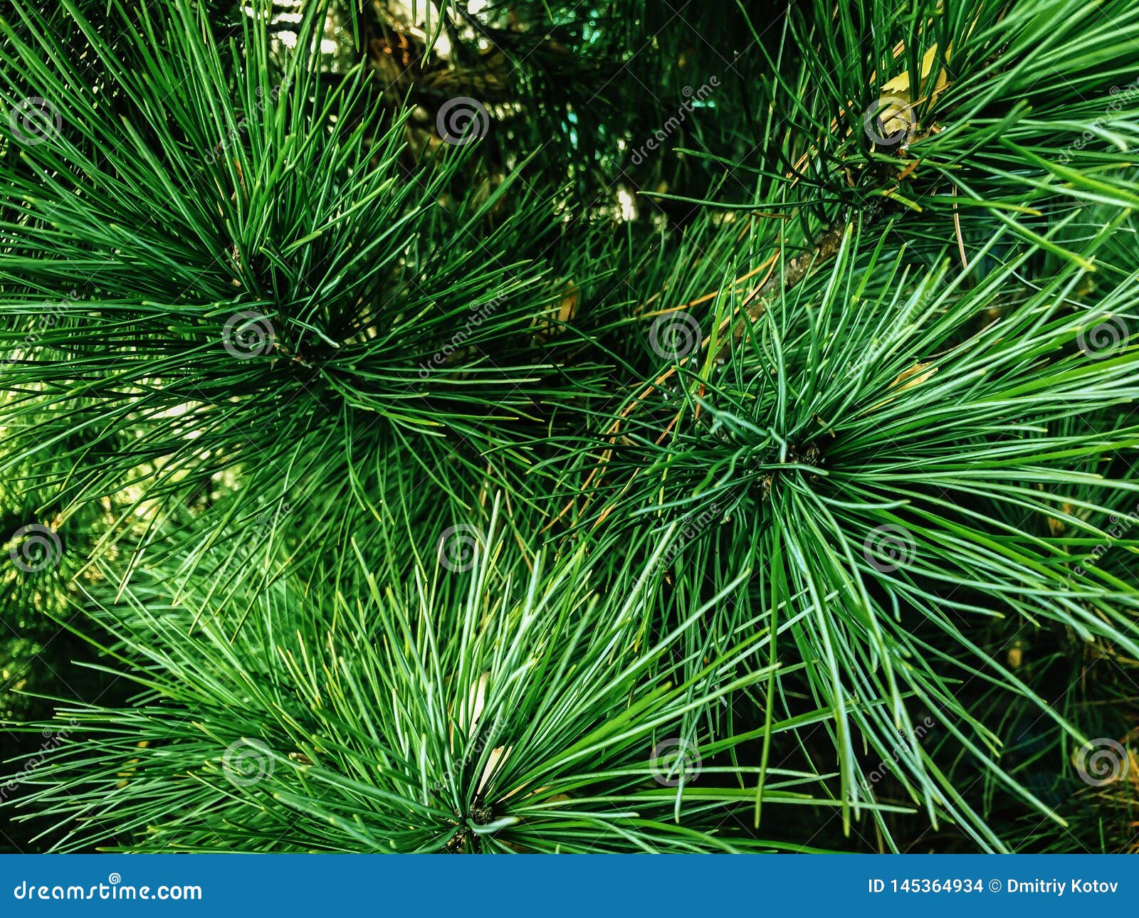 Background a Texture Furry Tree Branches Christmas Card Stock Photo ...