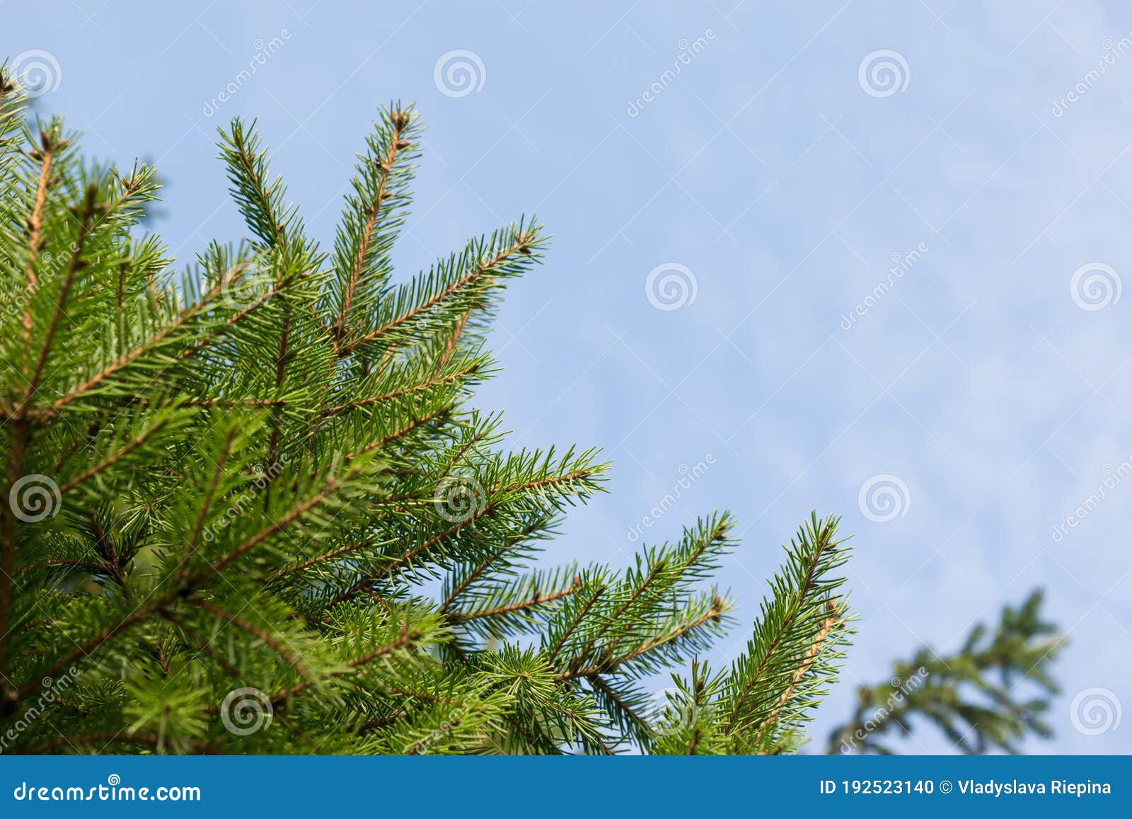 Background a Texture Furry Tree Branches for a Christmas Card Stock ...