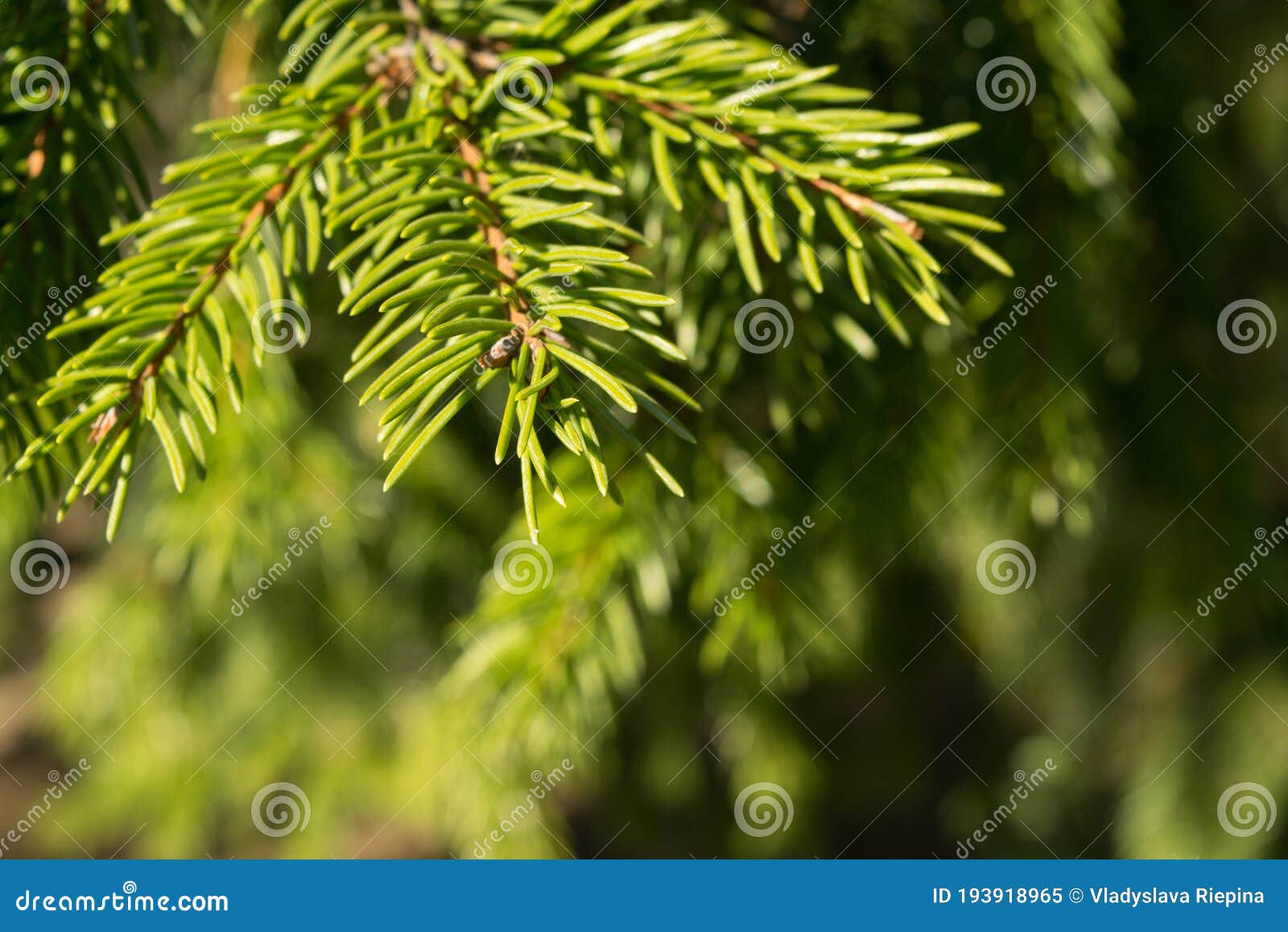 Background a Texture Furry Tree Branches for a Christmas Card Stock ...