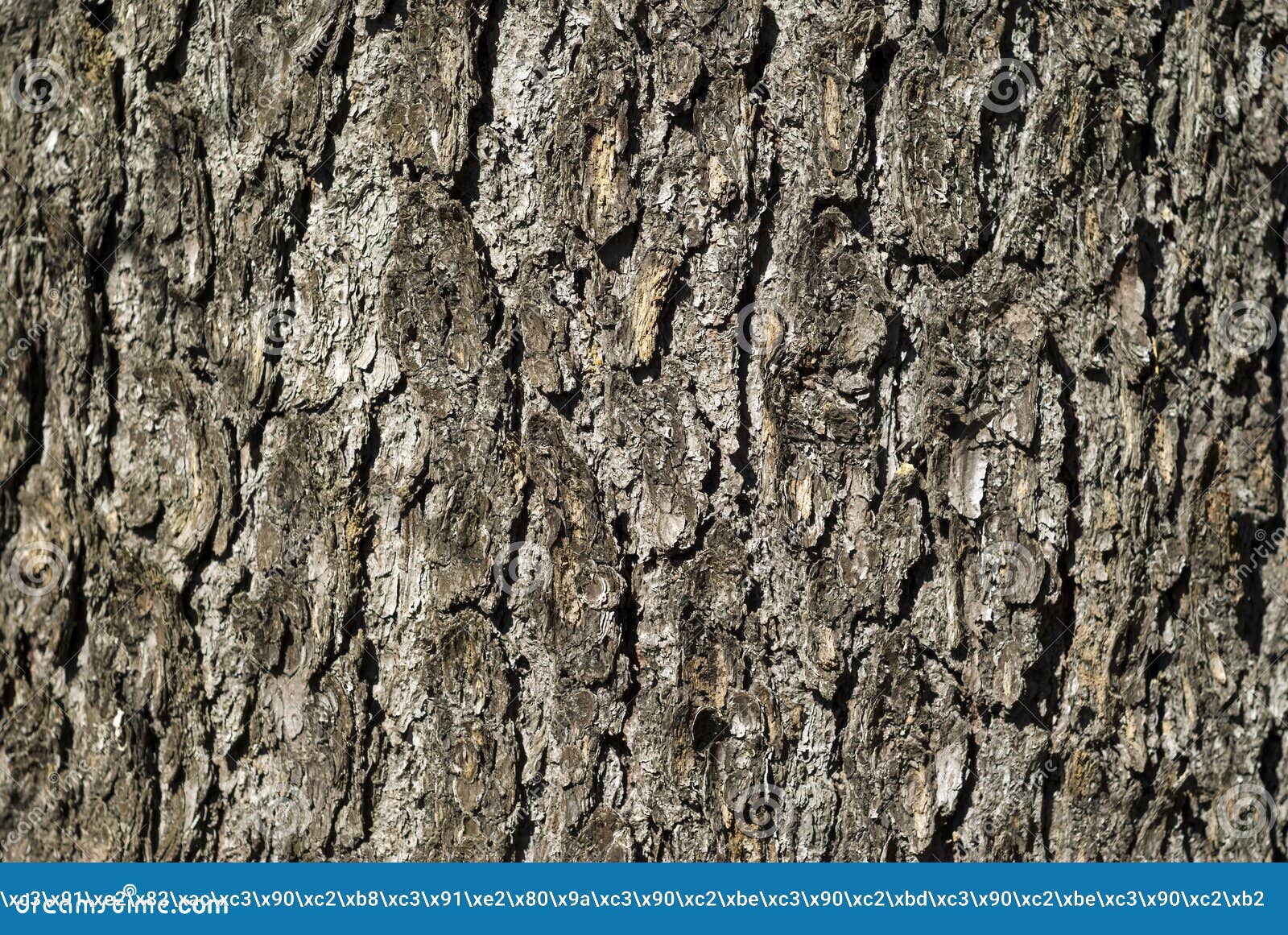 Background, Texture - Gray Rough Fir Bark Stock Image - Image of close ...