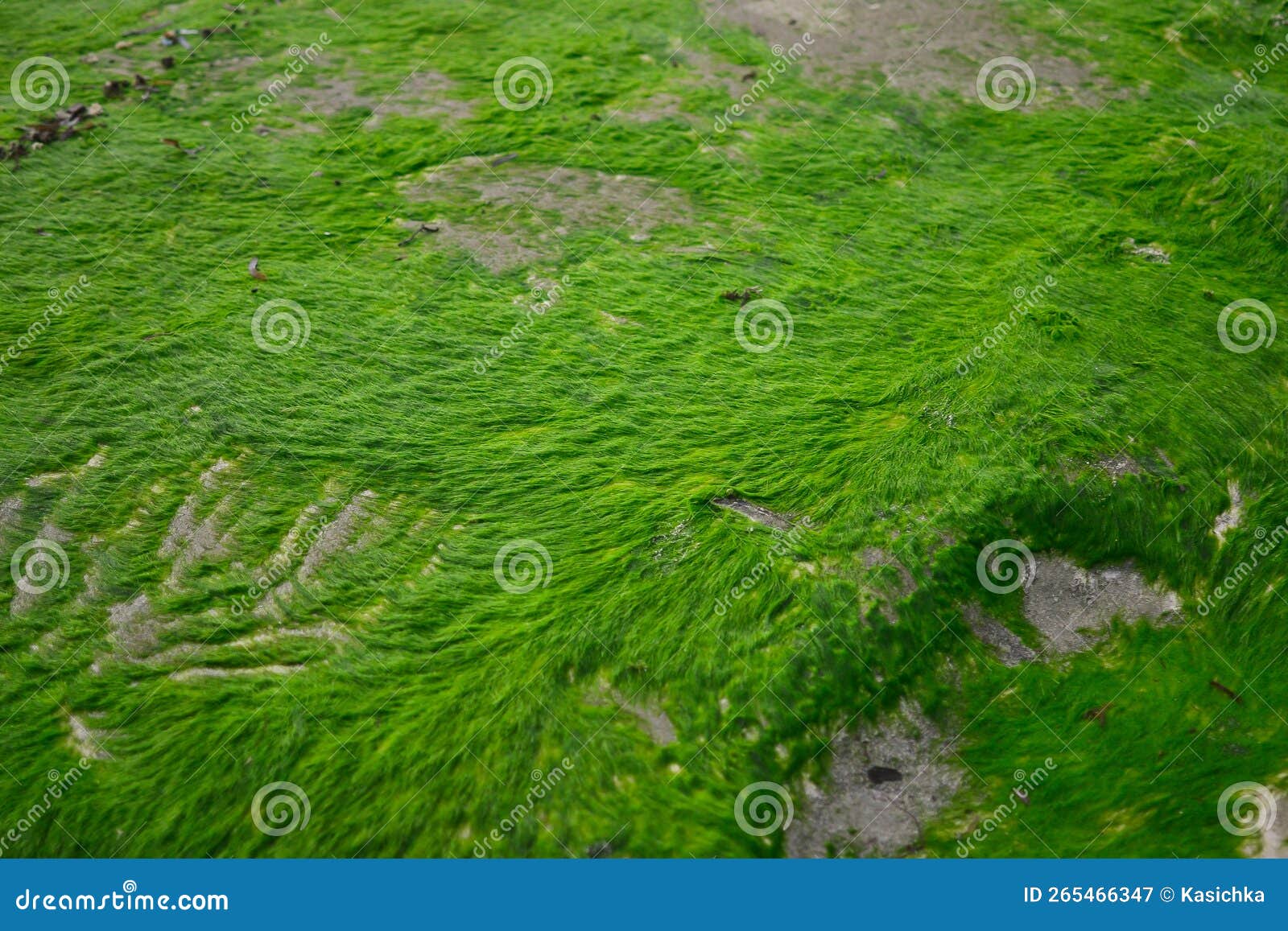 Background Texture of Green Algae Stock Image - Image of grass, river ...