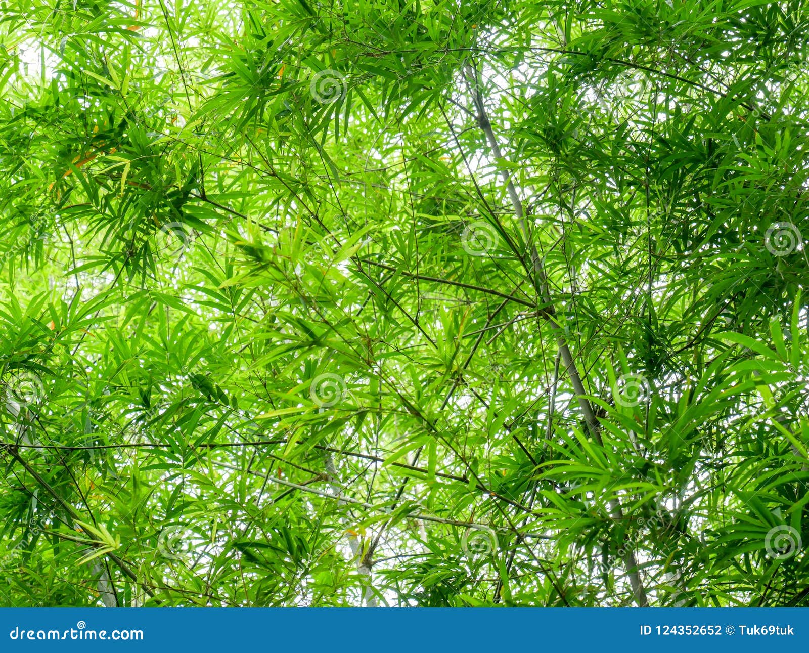 Background Texture Green Bamboo Tree Stock Photo - Image of bamboo ...