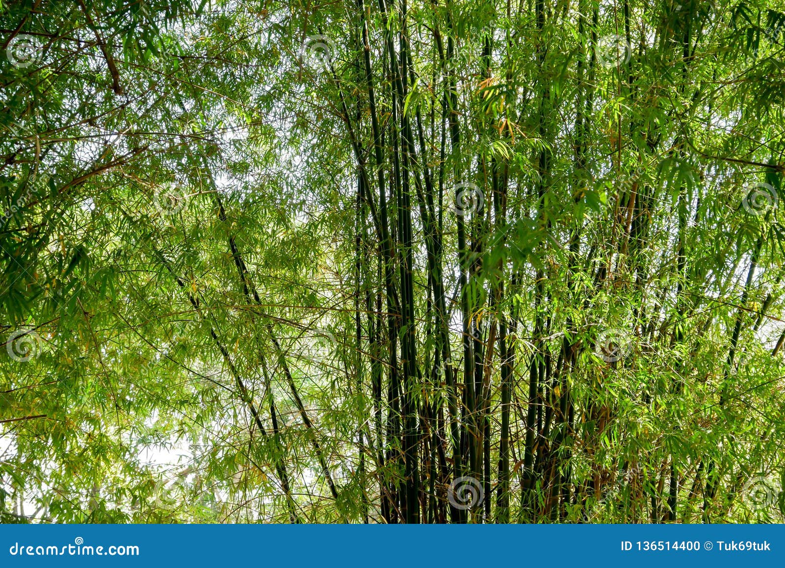 Background Texture Green Bamboo Tree Stock Photo - Image of fantasy ...