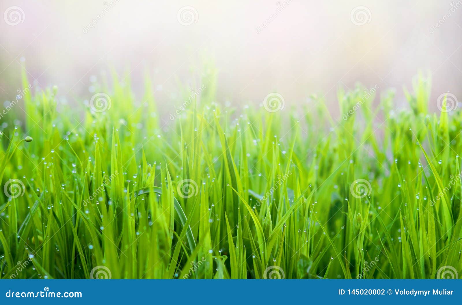 Background, Texture of Green Bright Grass in Sunny Weather_ Stock Photo ...