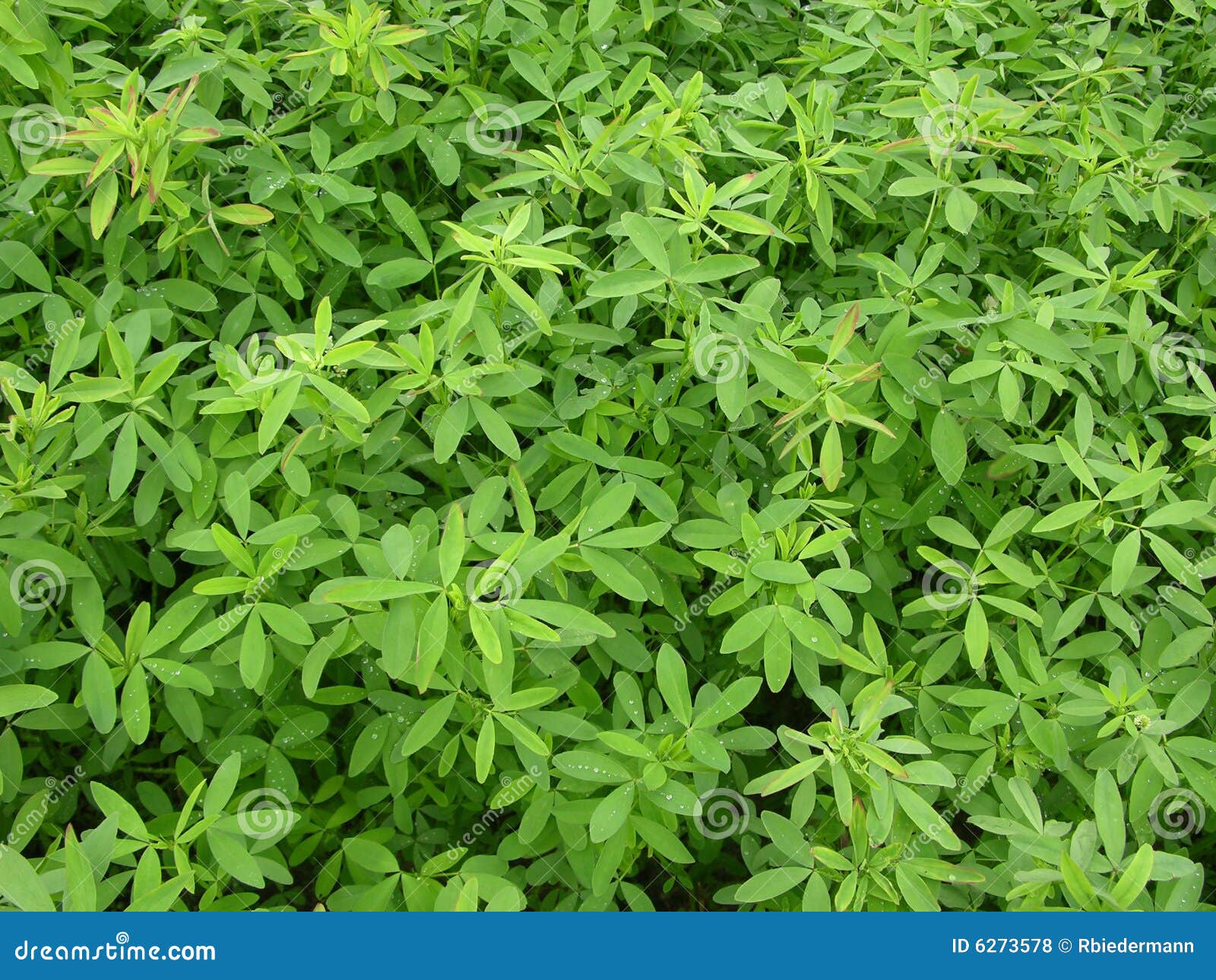 Background Texture: Green Clover Field Stock Photo - Image of green ...